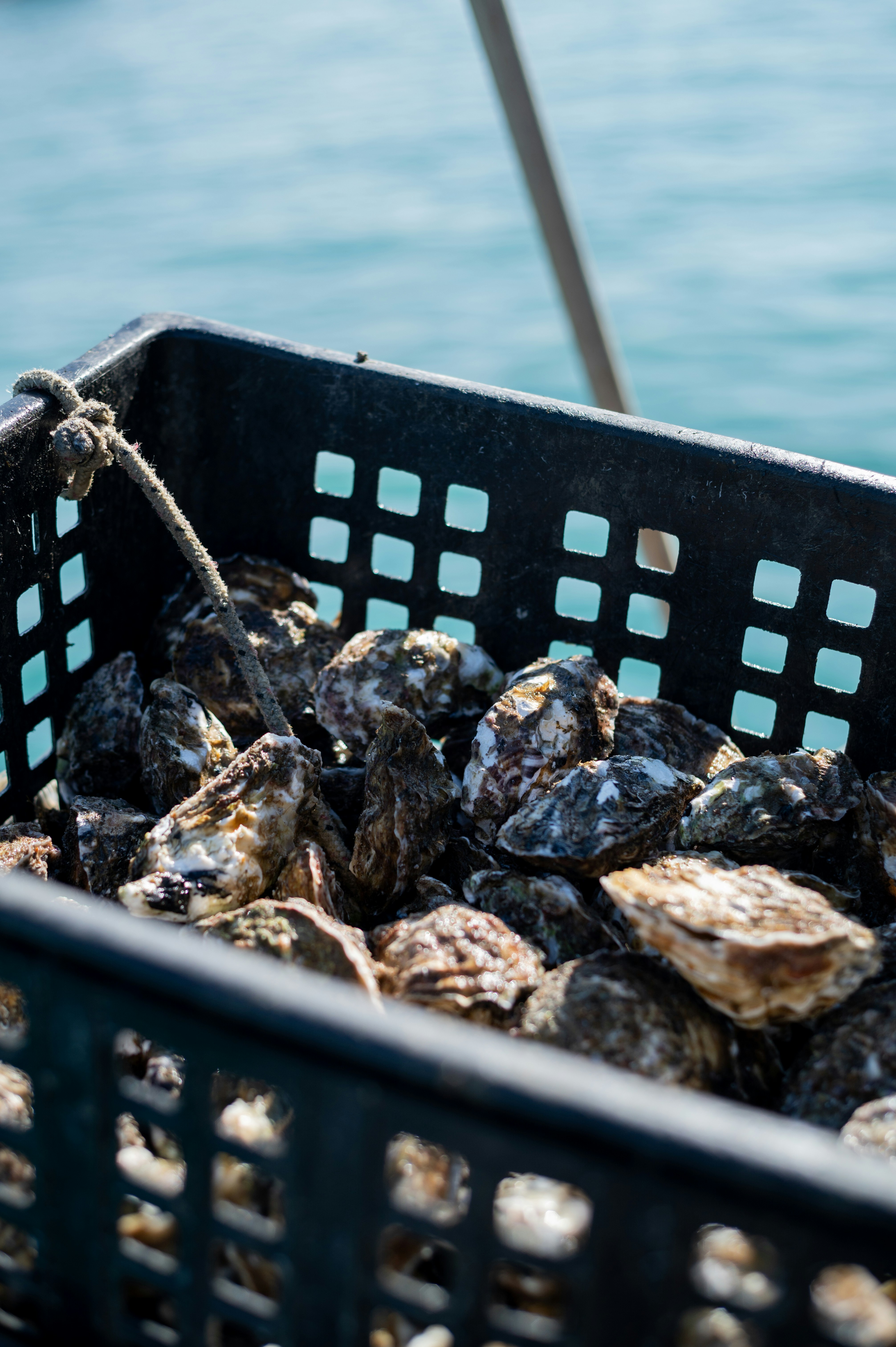 A basket filled with lots of clams next to a body of water photo – Free ...