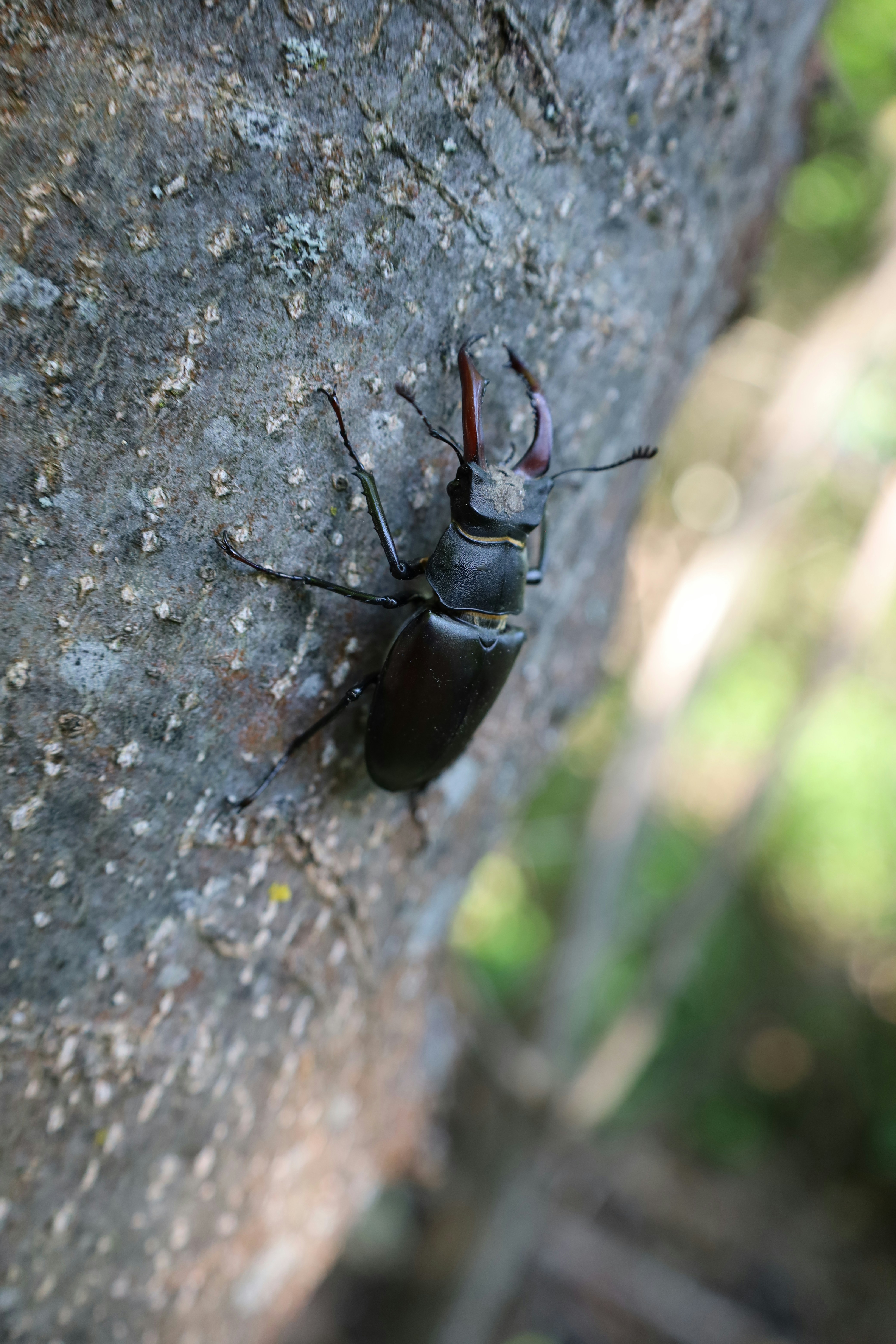 Lucanus cervus