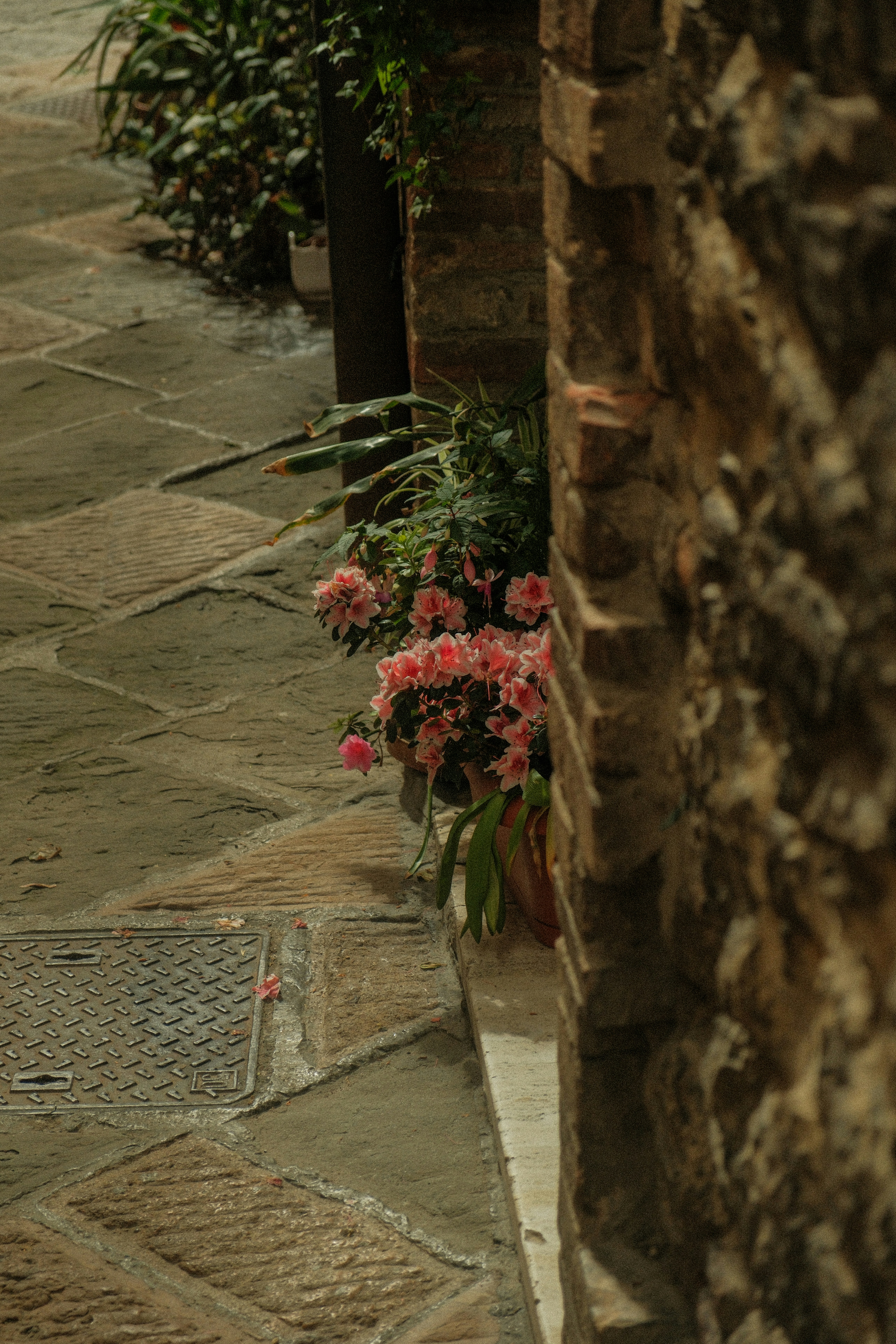 Pink Blooms Beside Weathered Brick: A Quiet Corner Portrait