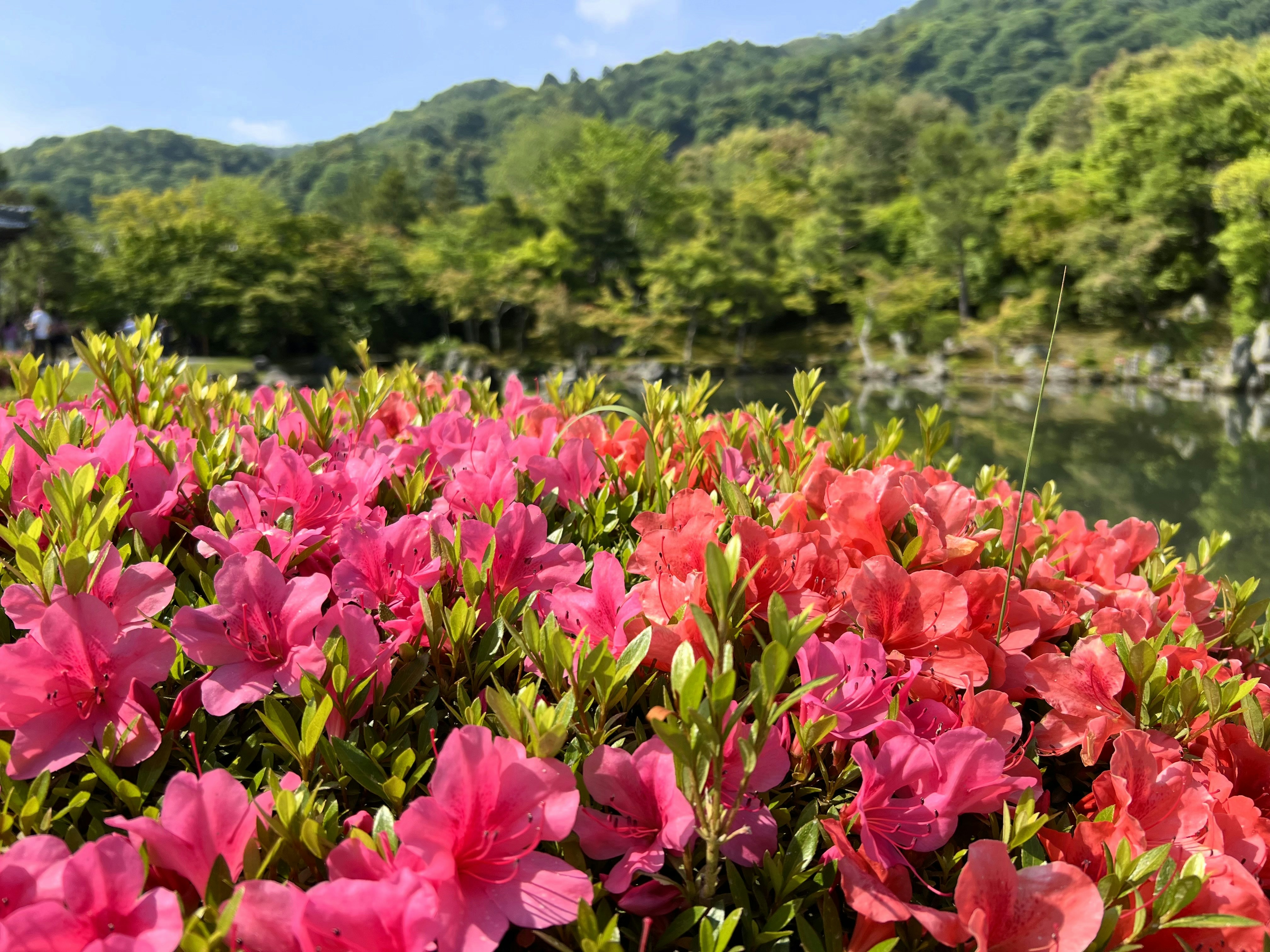 Crimson Azaleas Framing a Quiet Foothill River