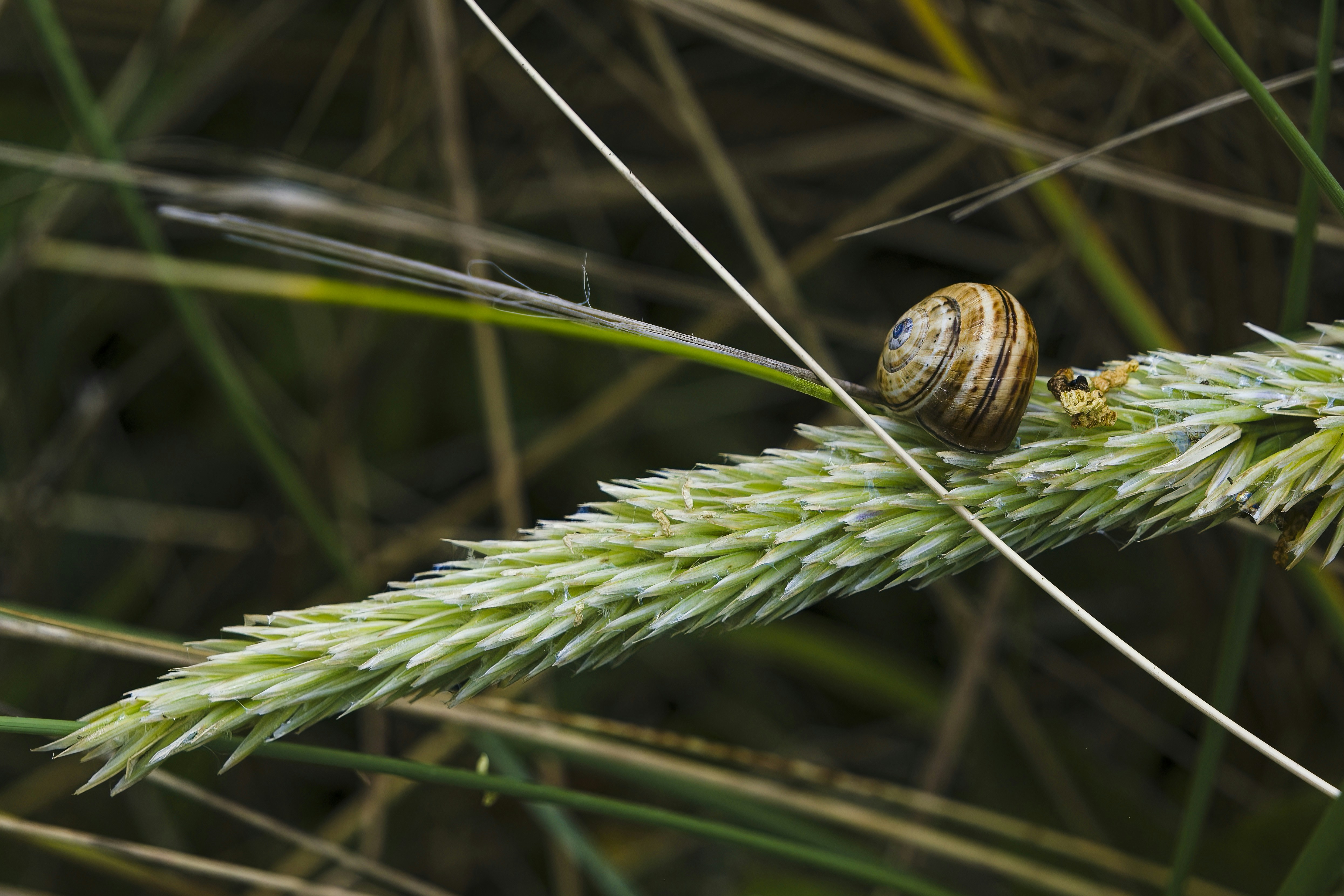 A snail sitting on top of a green plant photo – Free Praia de santa ...