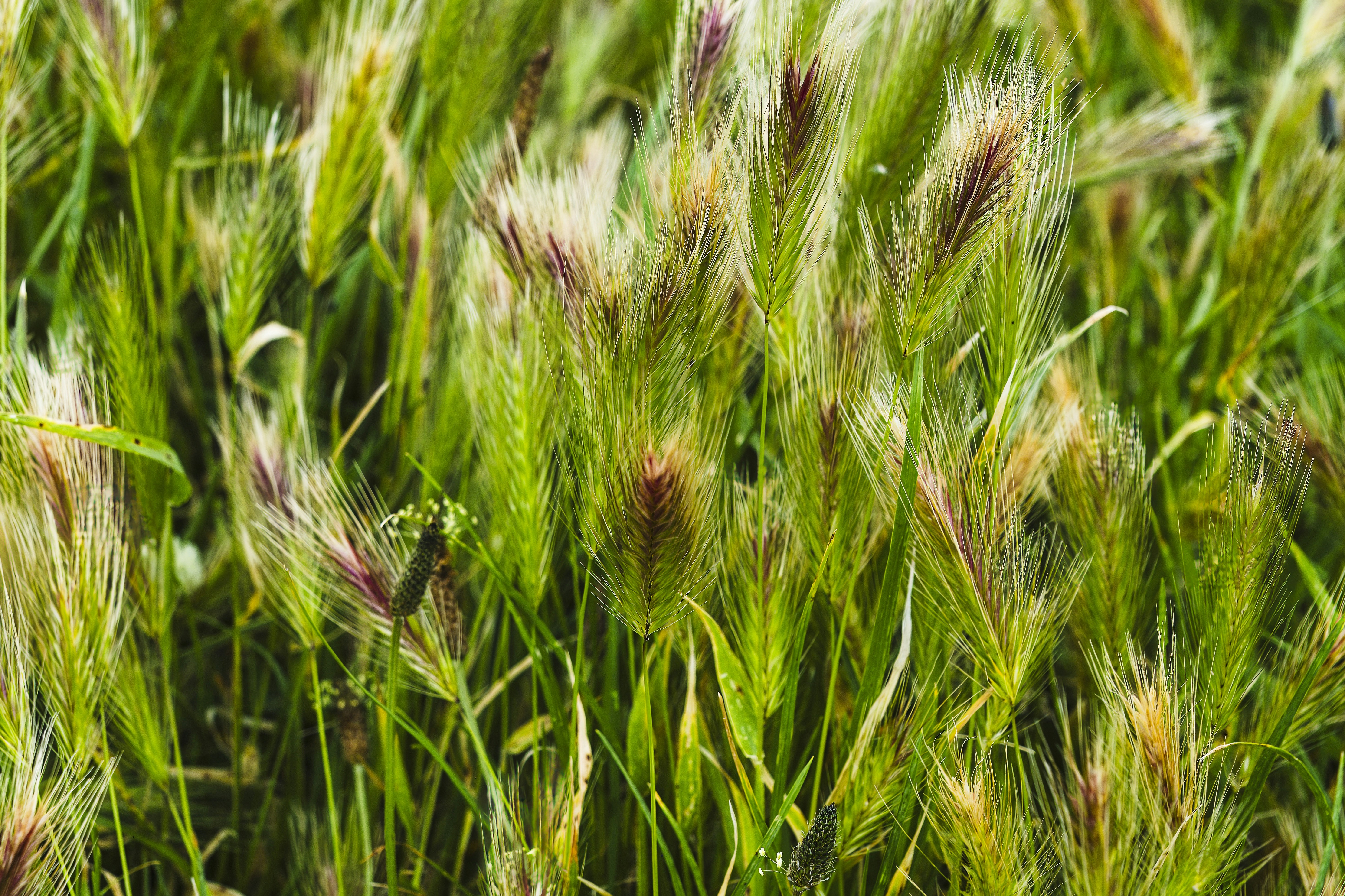 A close up of a bunch of grass photo – Free Background Image on Unsplash