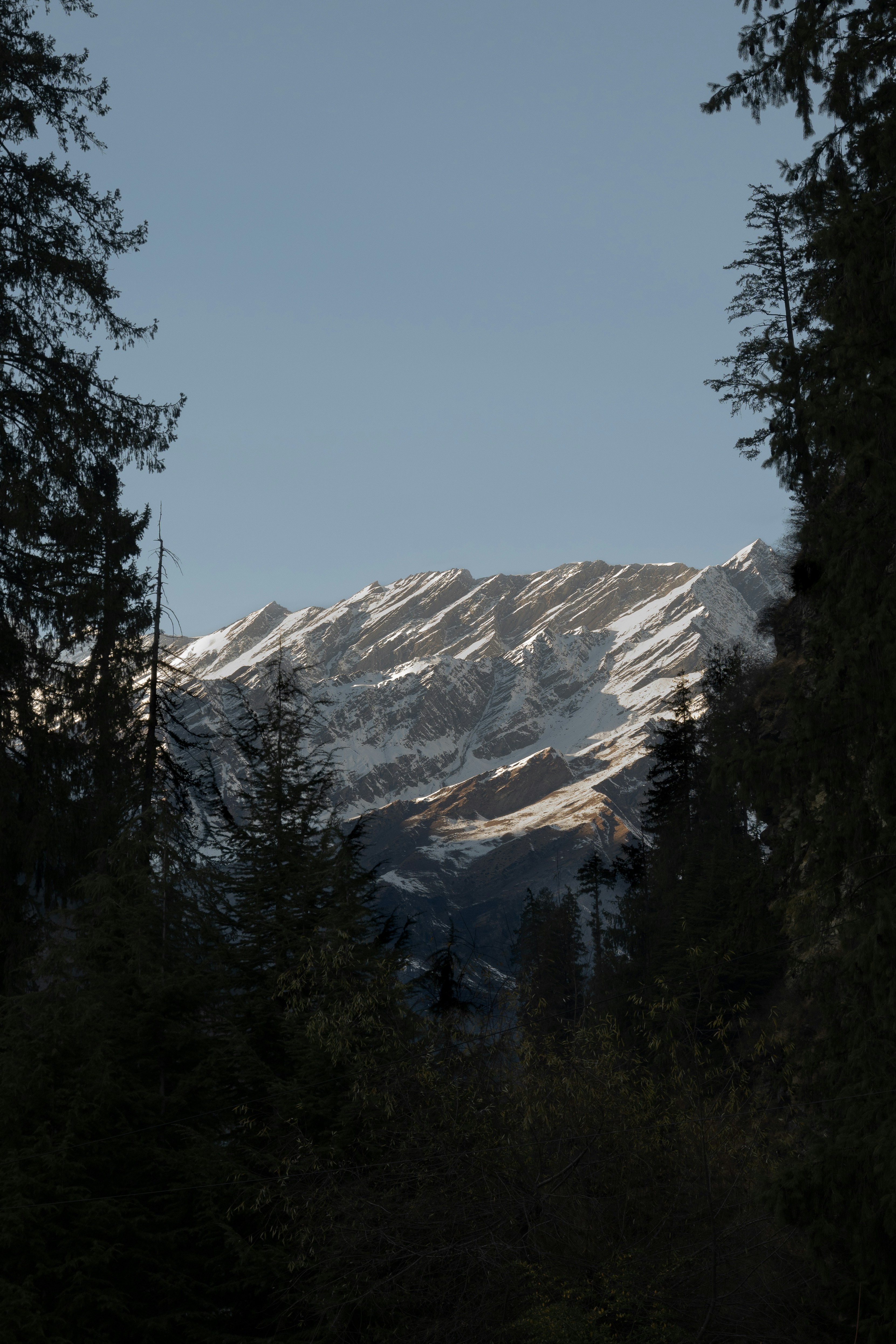 Majestic snow-capped mountains rise behind a dense forest of towering pine trees under a clear sky.