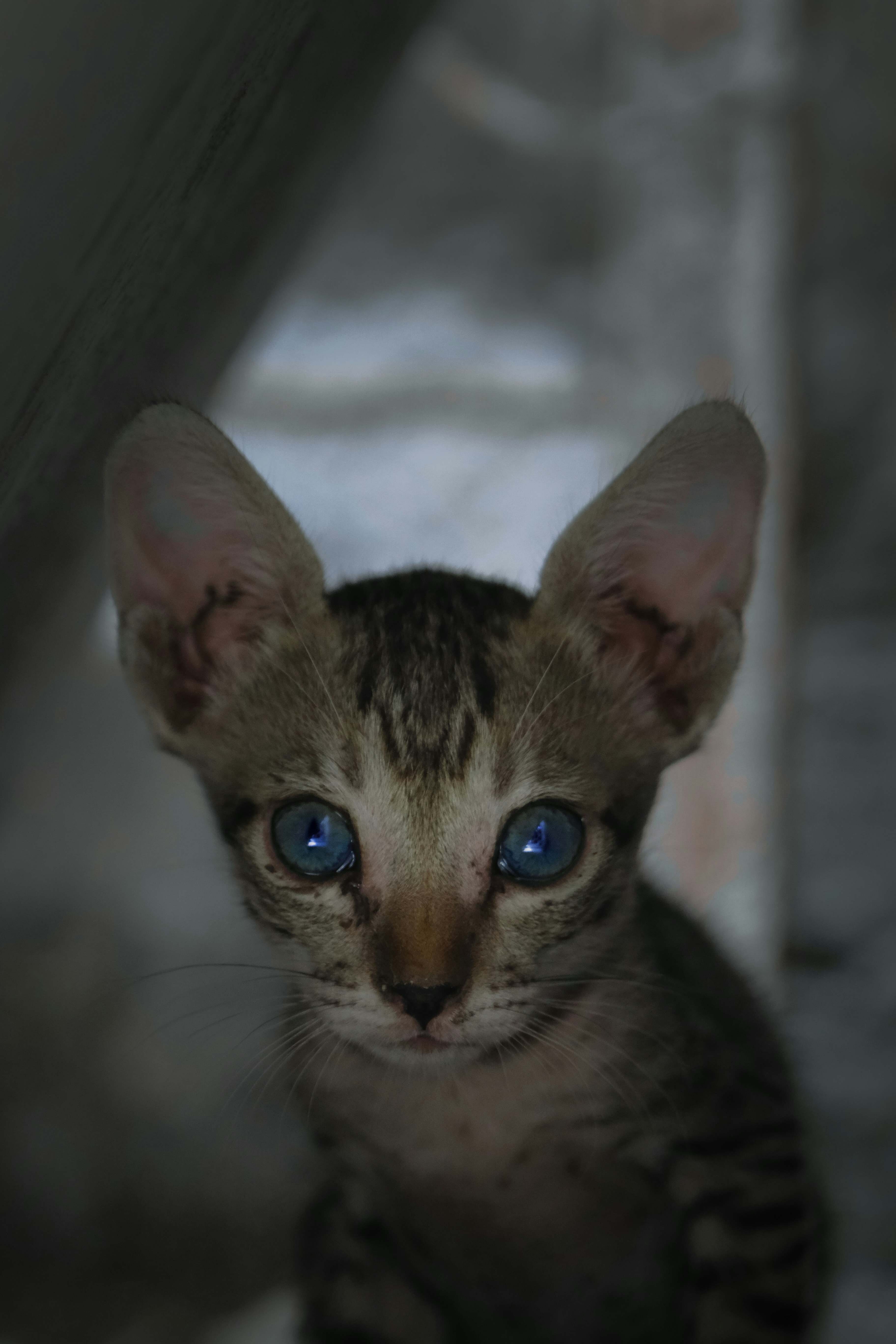 Indian kitten