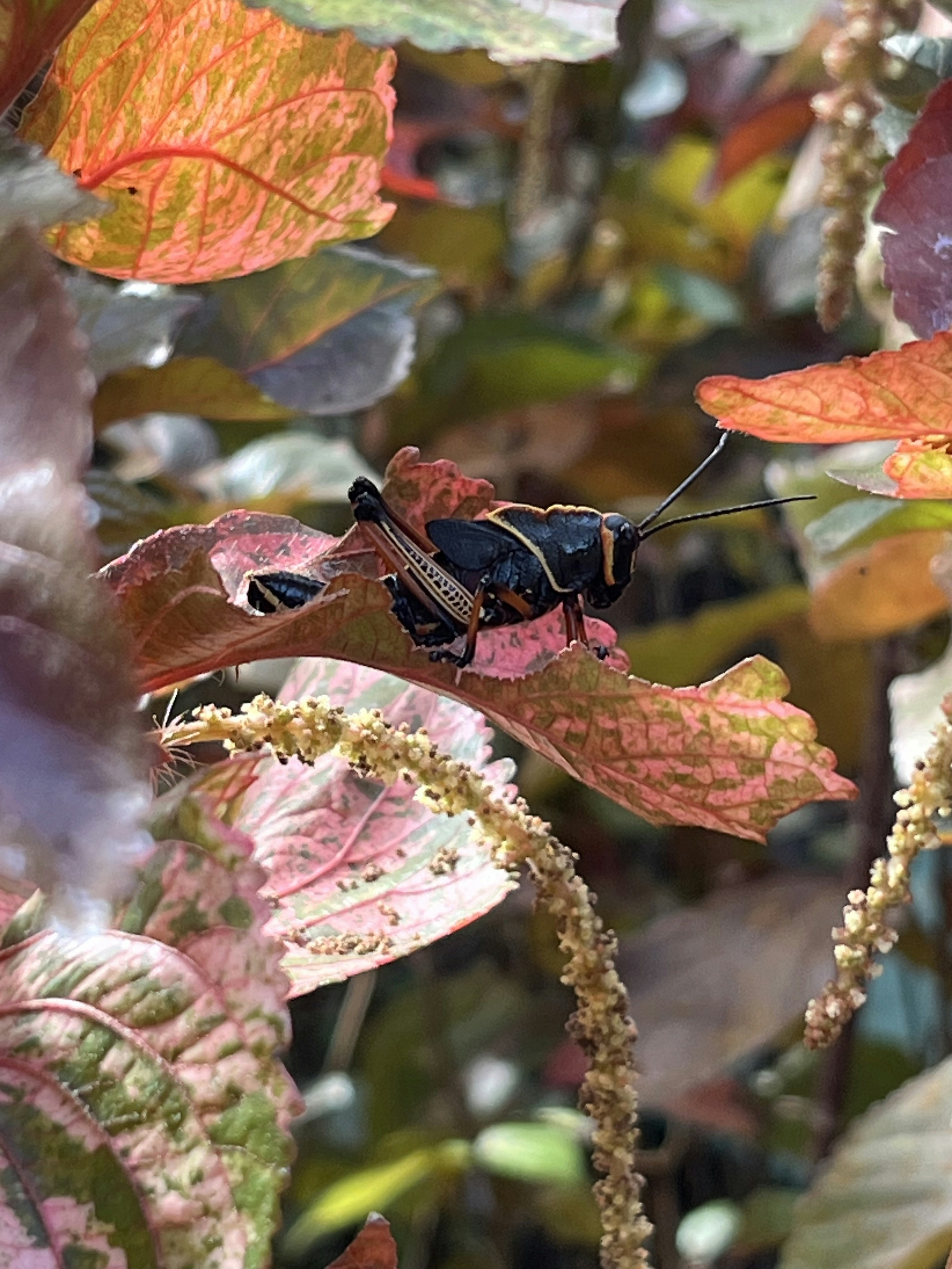 Autumn Stowaway: a Striated Grasshopper on Pink-veined Leaves