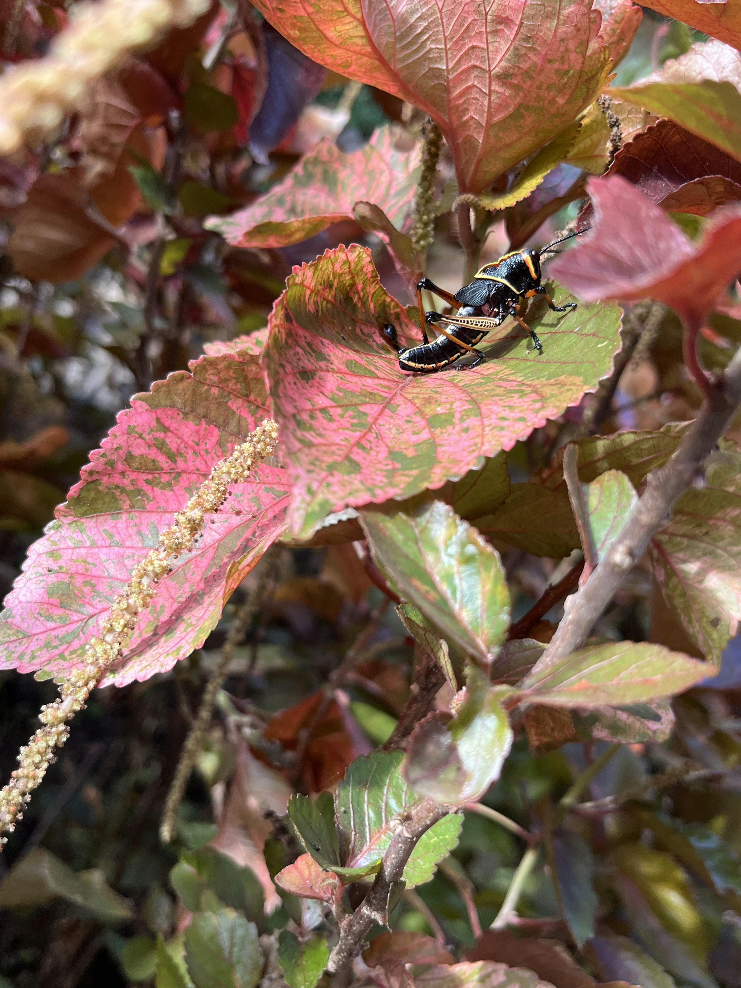 Crimson Veins and a Striped Visitor on Autumn Foliage
