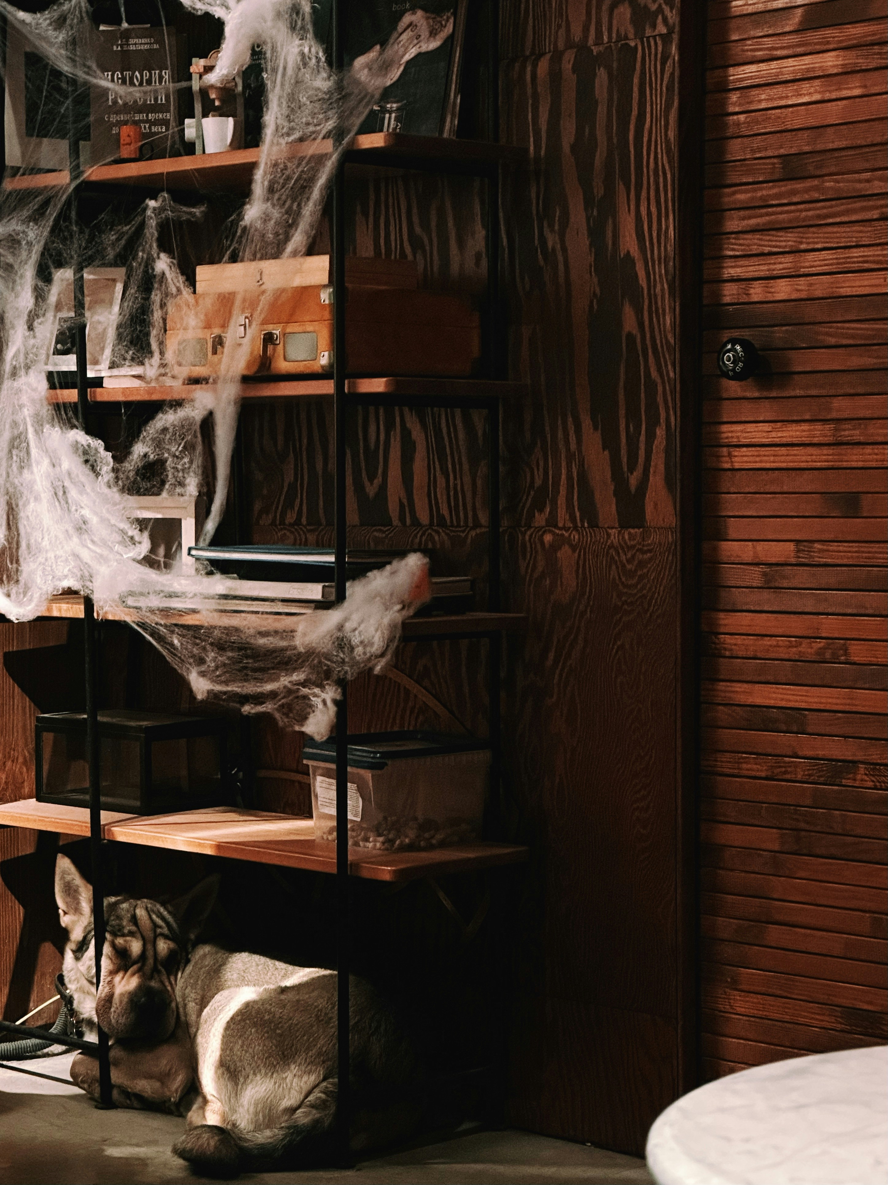 Cobwebs and Catnap in the Library Nook