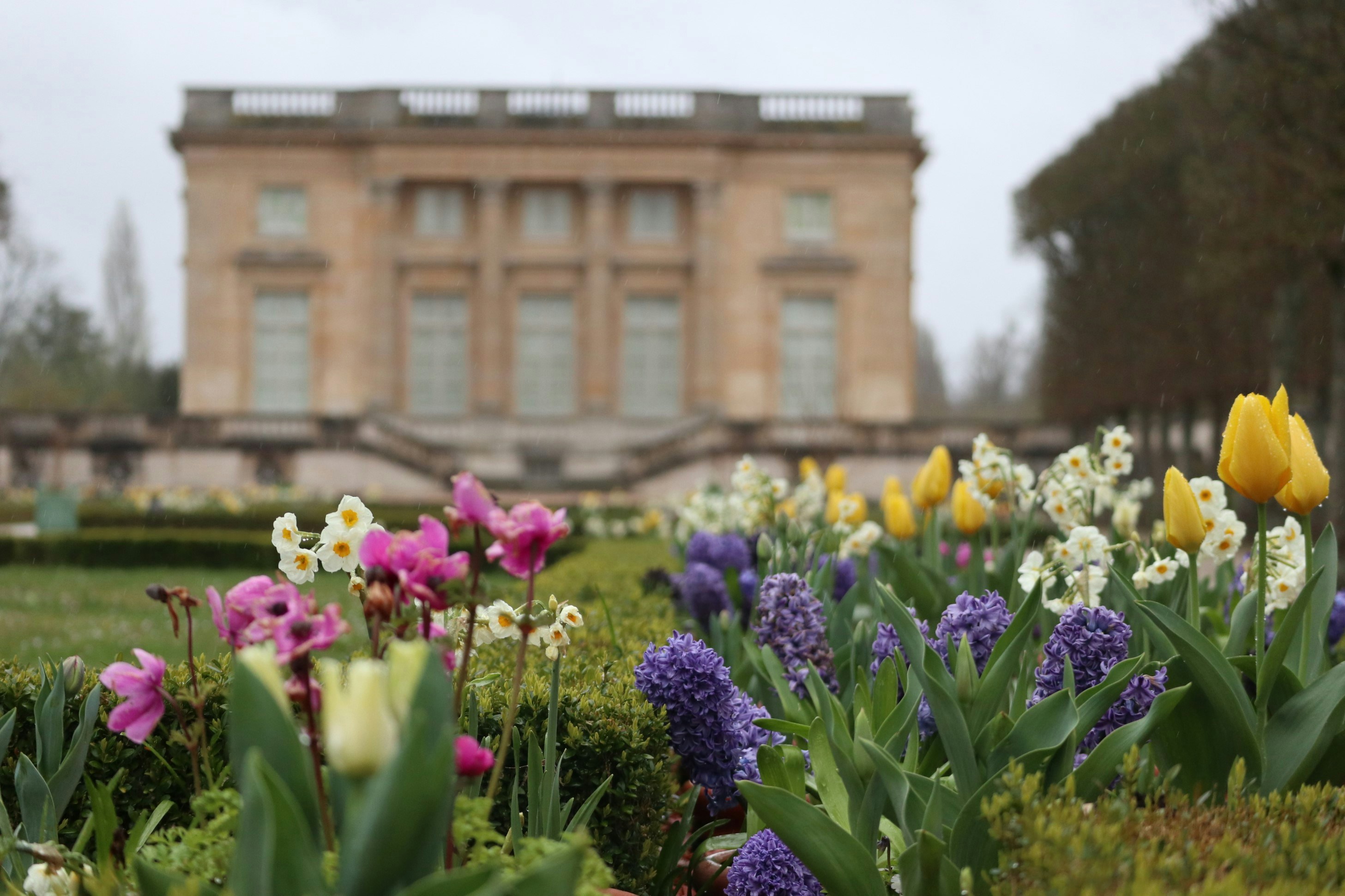 A bunch of flowers that are in the grass photo – Free Versailles Image ...