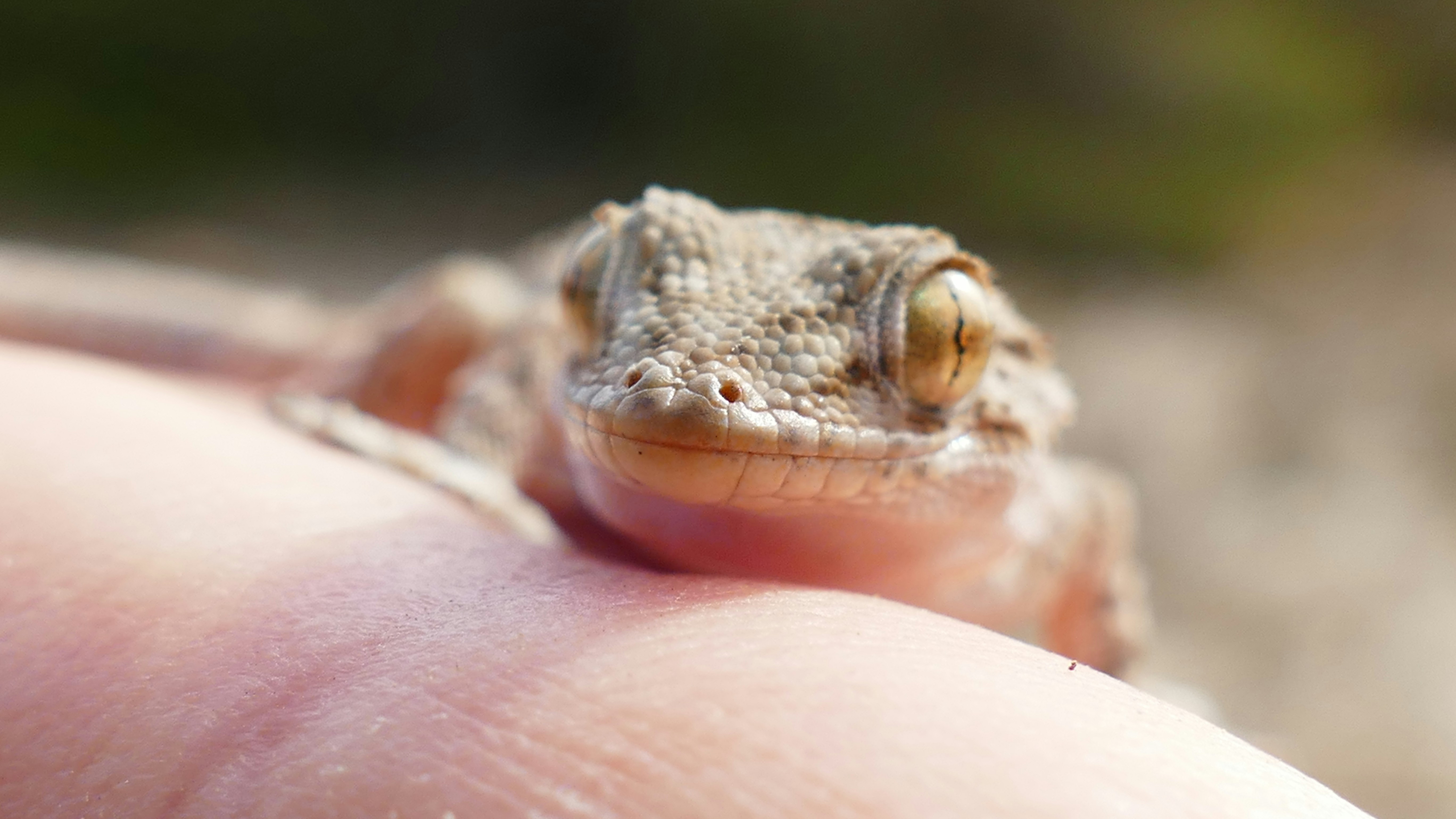 a close up of a small lizard on someone's finger