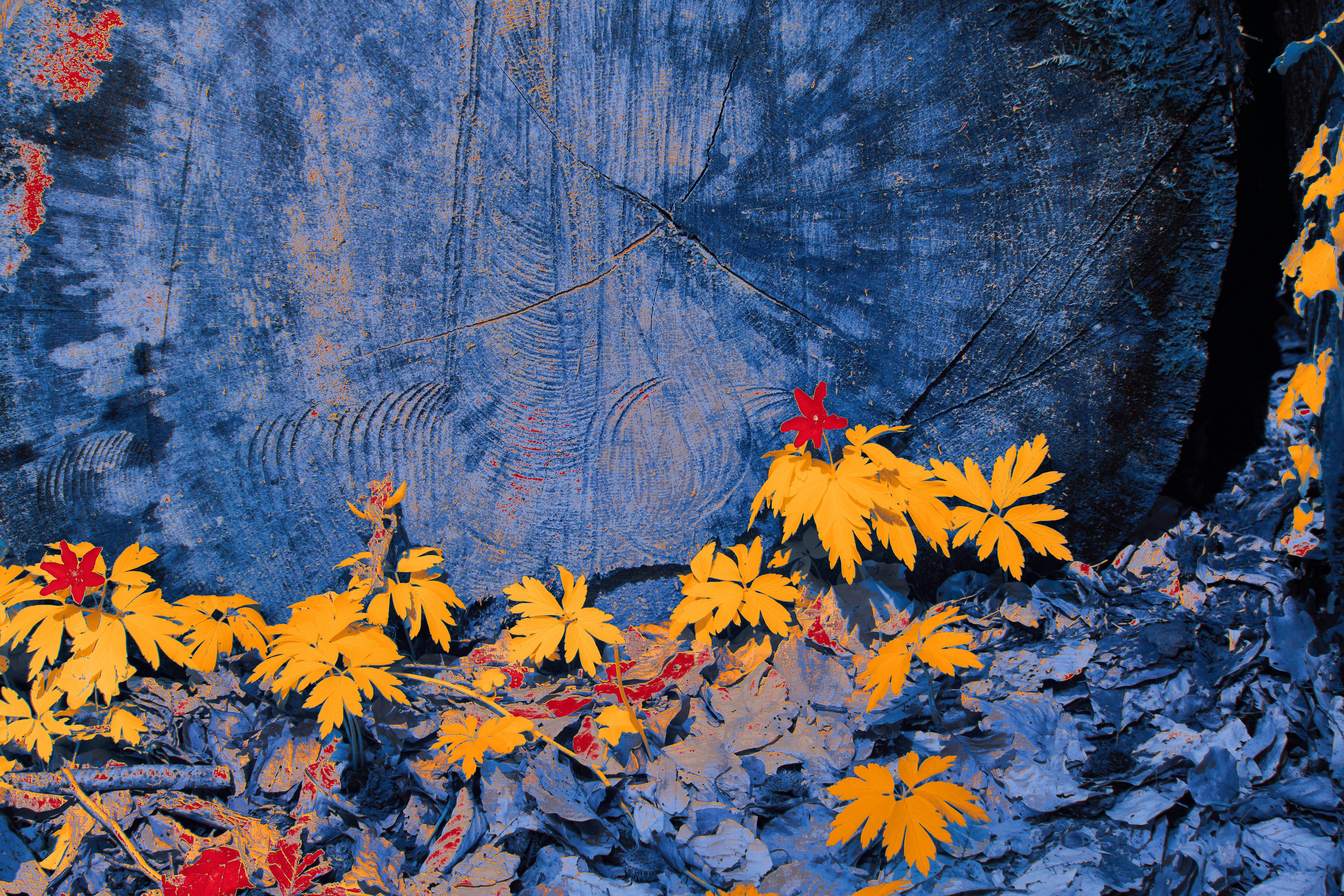 Autumnal Vines Against a Night-Blue Rock