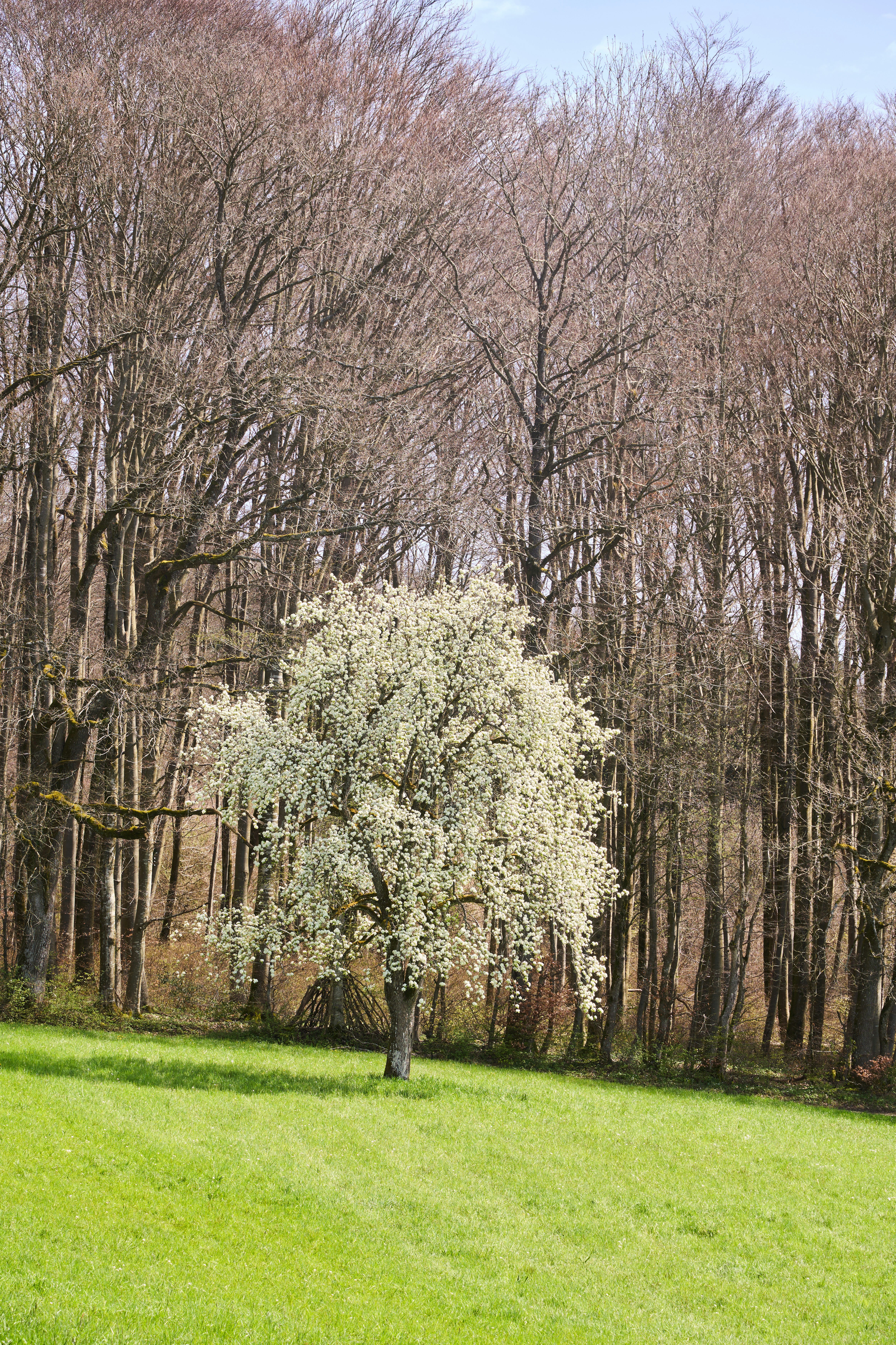 Lone Blossom at the Forest Edge