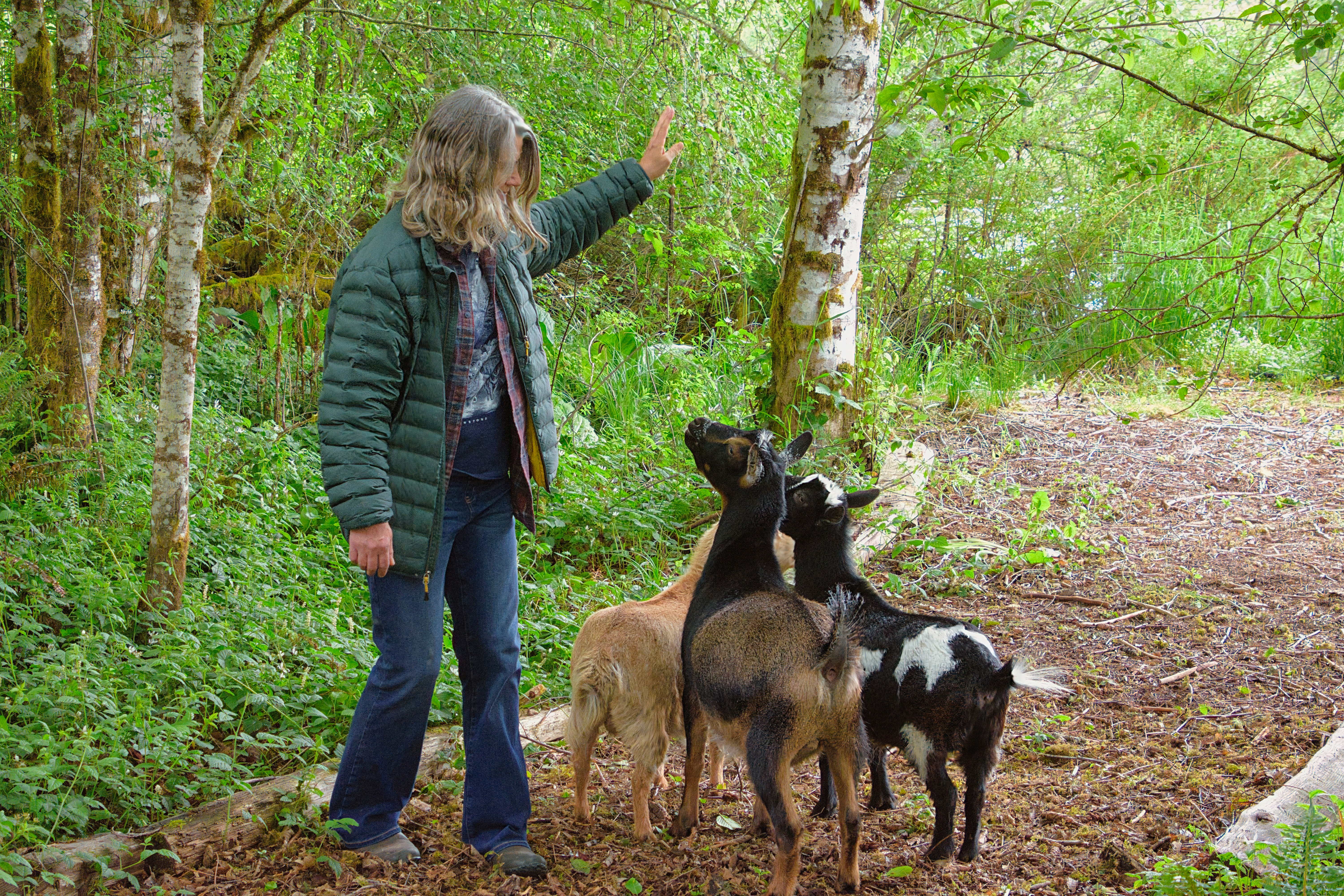 Person gesturing to a group of goats in a lush forest setting.