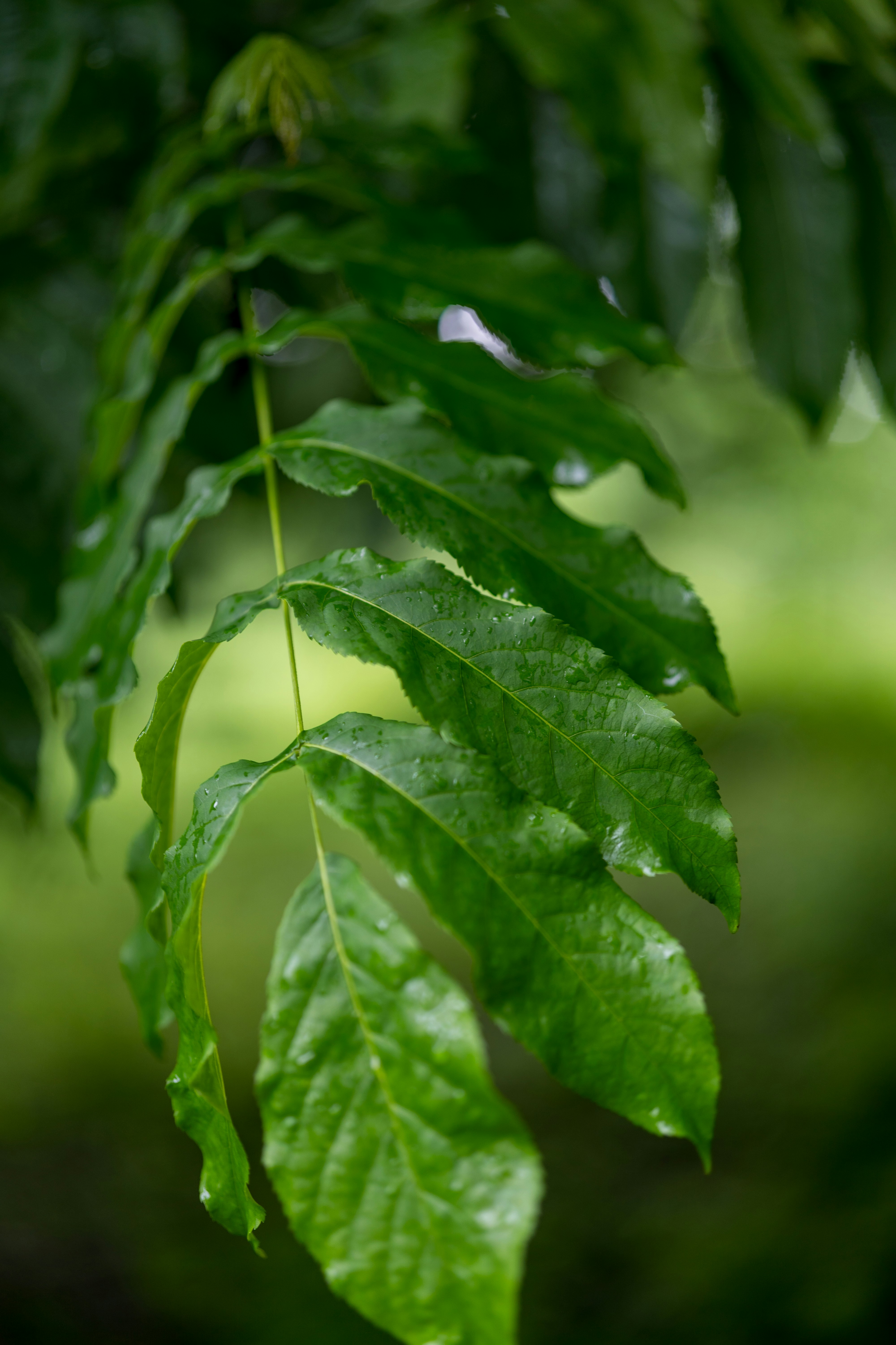 A close up of a green leaf on a tree photo – Free Green Image on Unsplash
