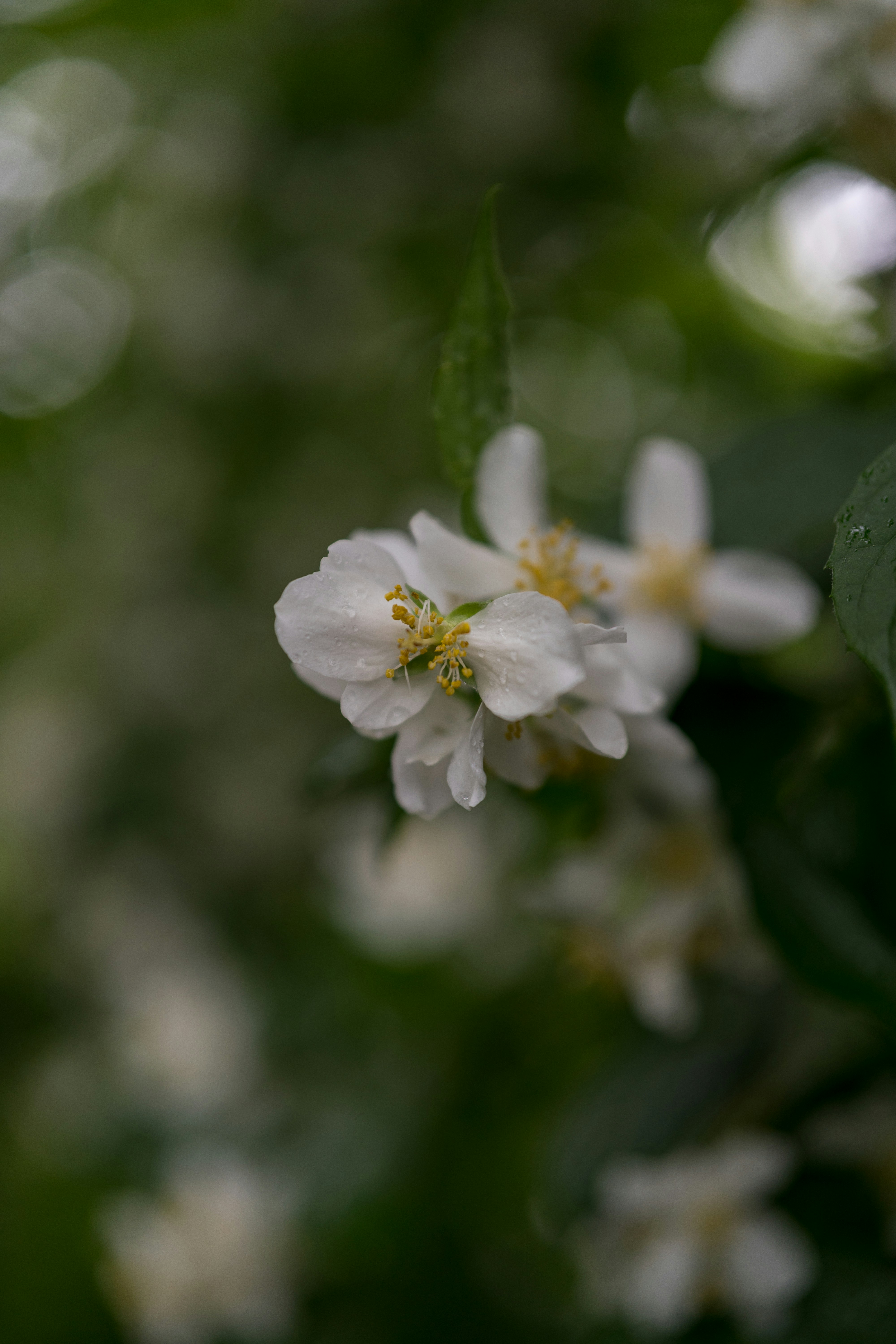 Whispers of White: Petals in a Velvet Green Blur
