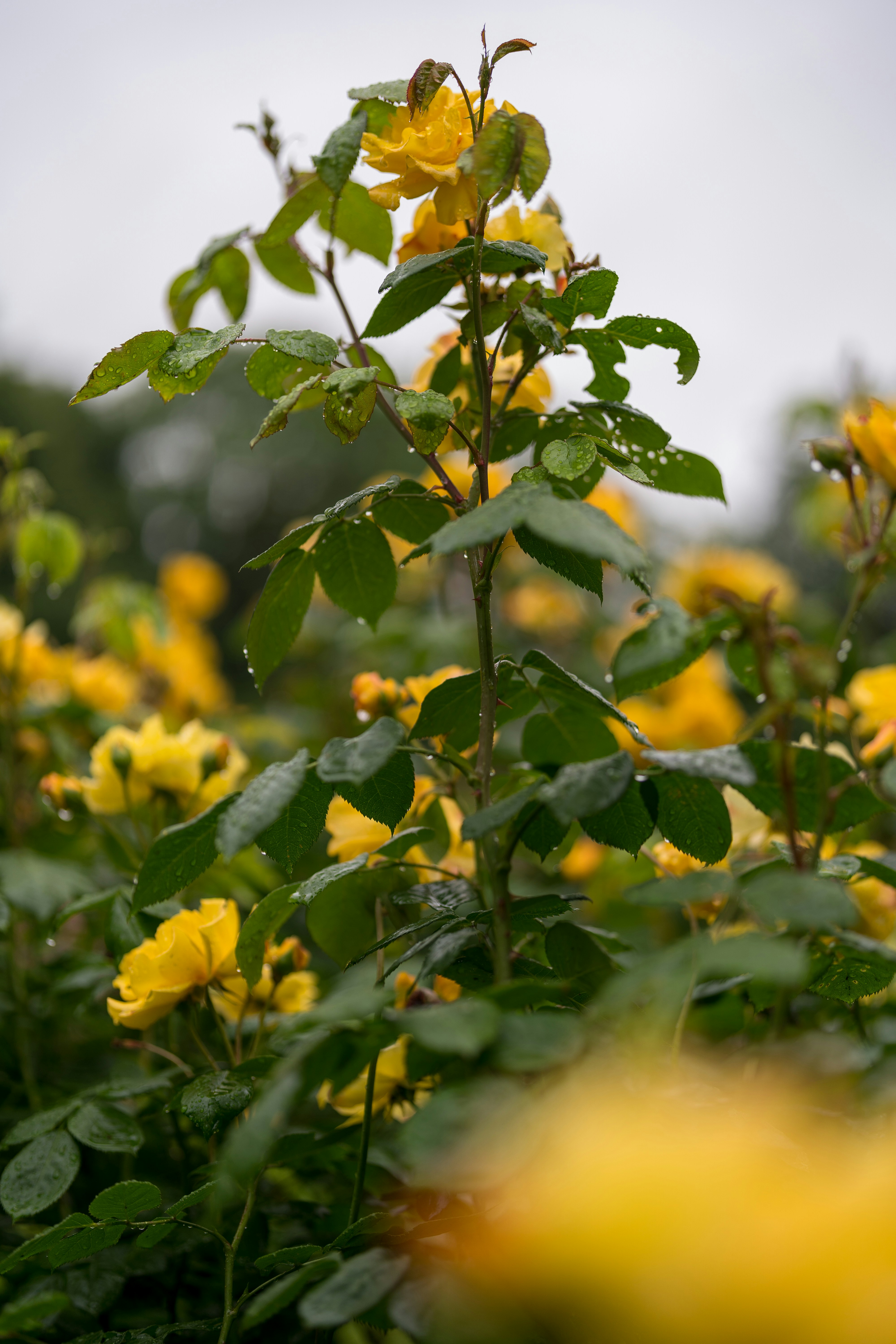 Dew-Kissed Yellow Roses: A Close-Up in a Velvet Green Corridor