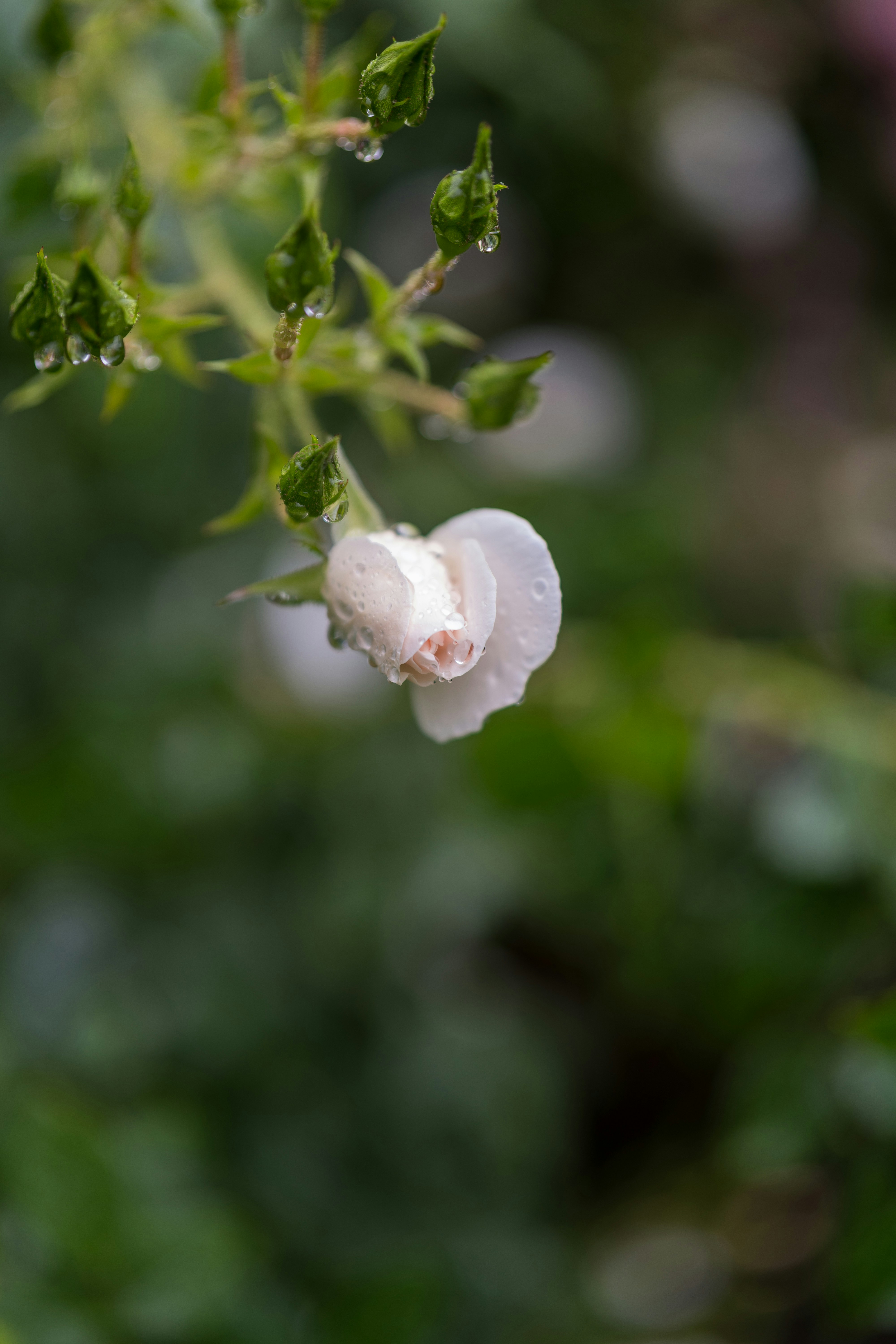 Dew-Kissed Rosebud Framed by Velvet Green Blur