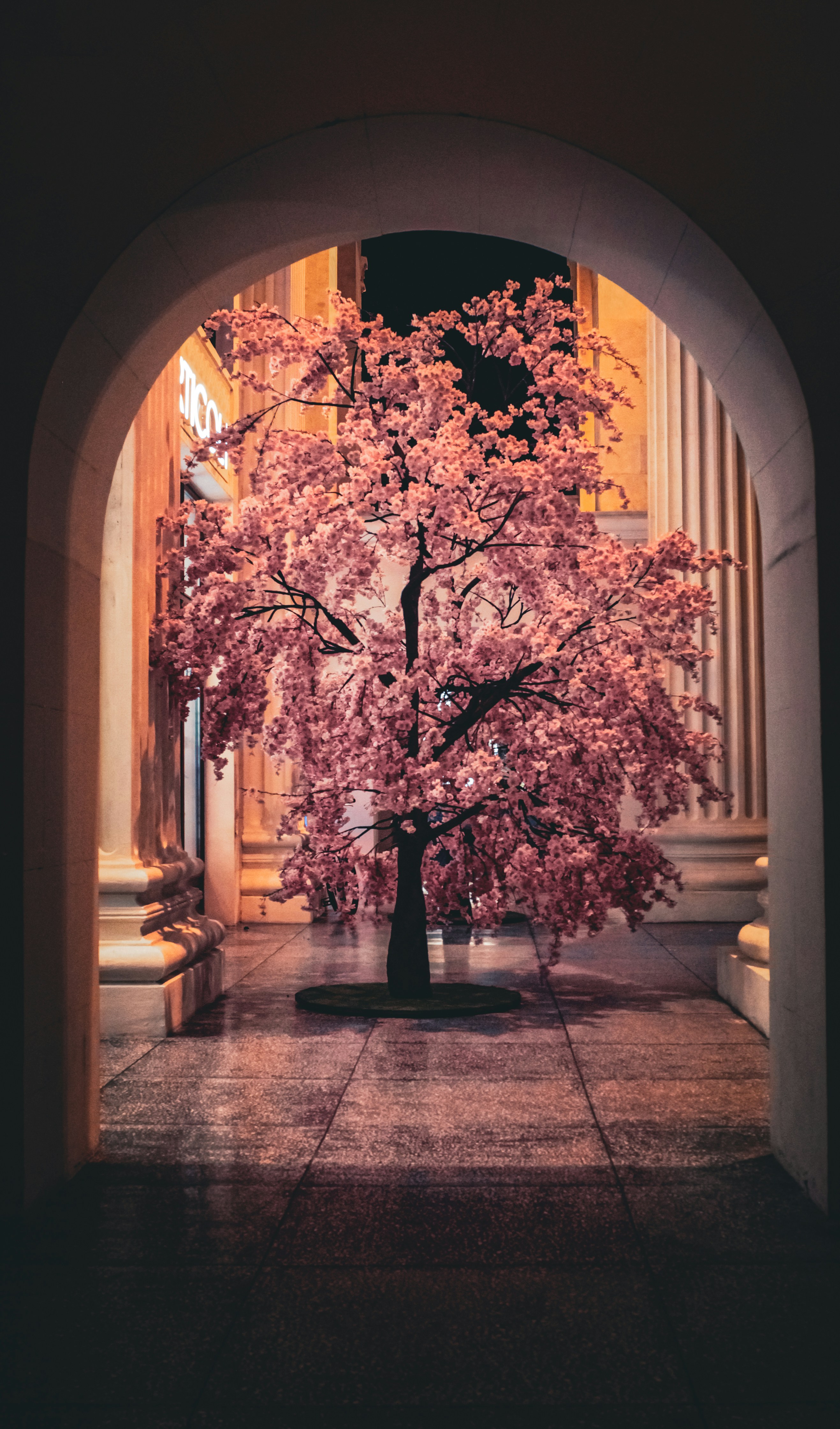 Best Sakura Tree Pictures [HD] | Download Free Images on Unsplash