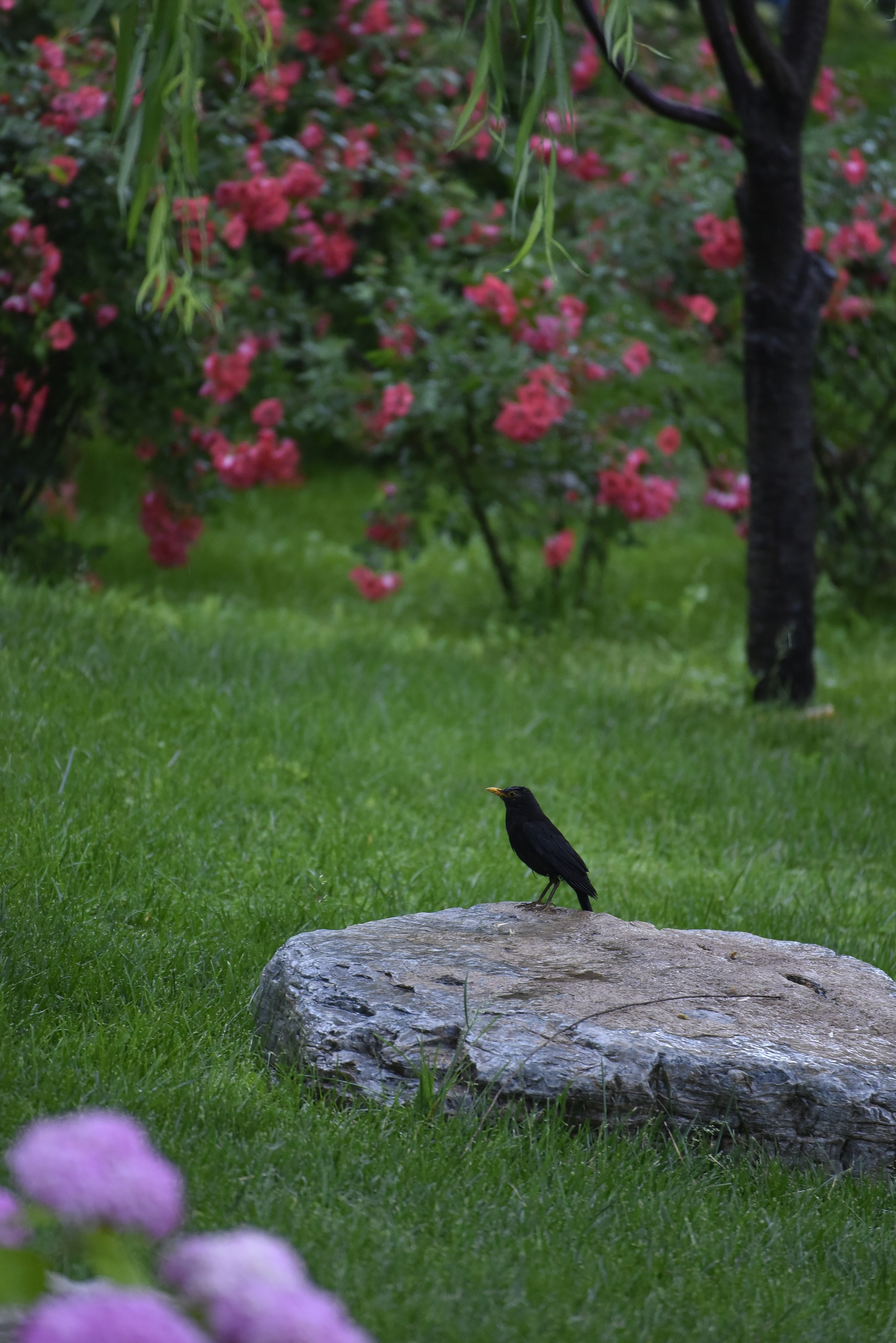 Photo by gabriel xu with Nikon D810