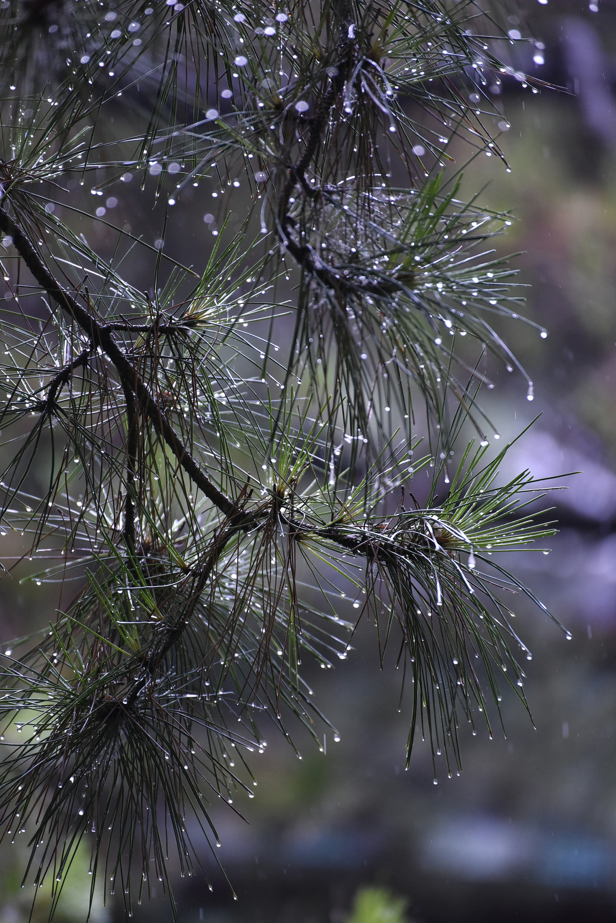 A close up of a pine tree with rain drops photo – Free Rain Image on ...