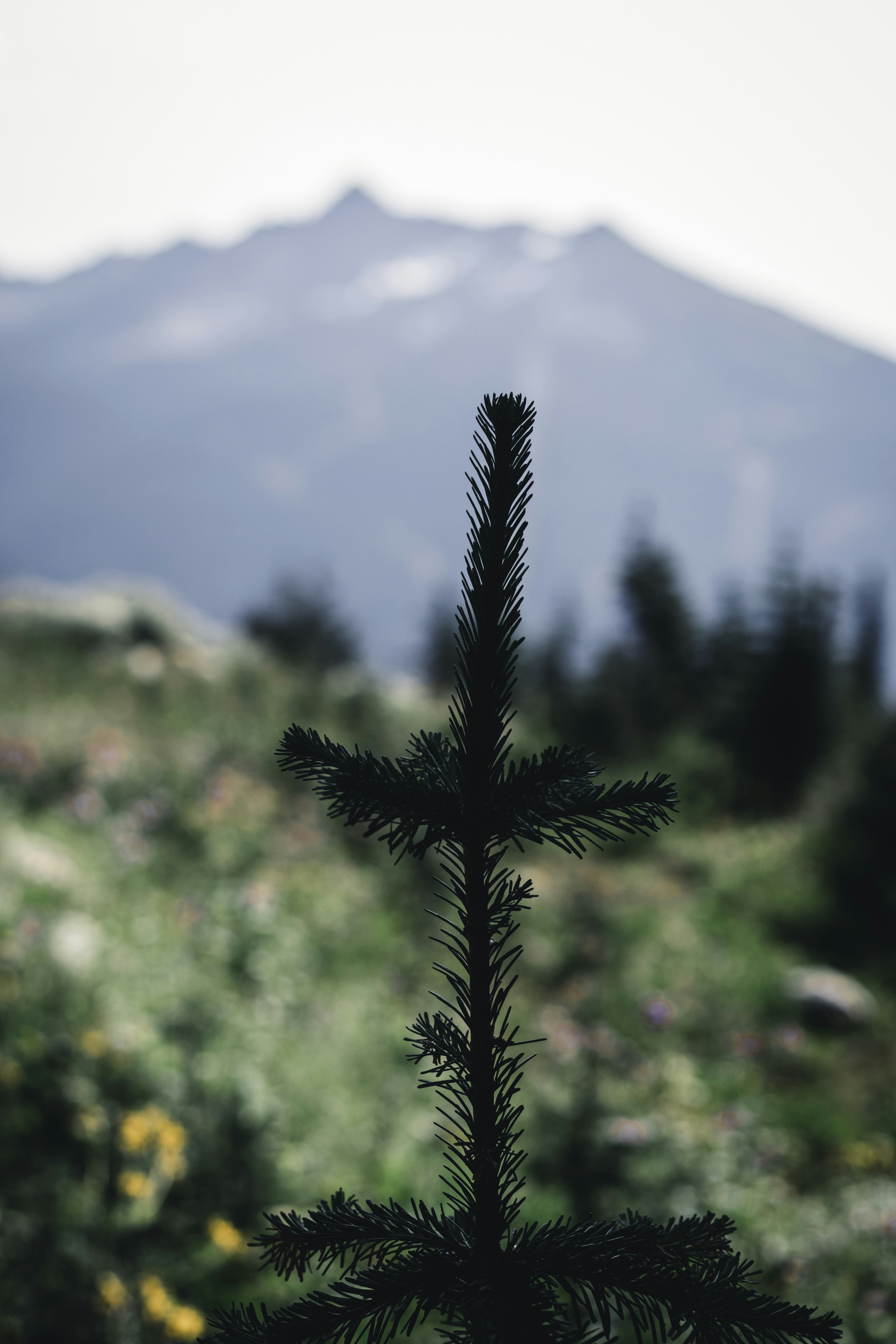 The stunning Mount Revelstoke