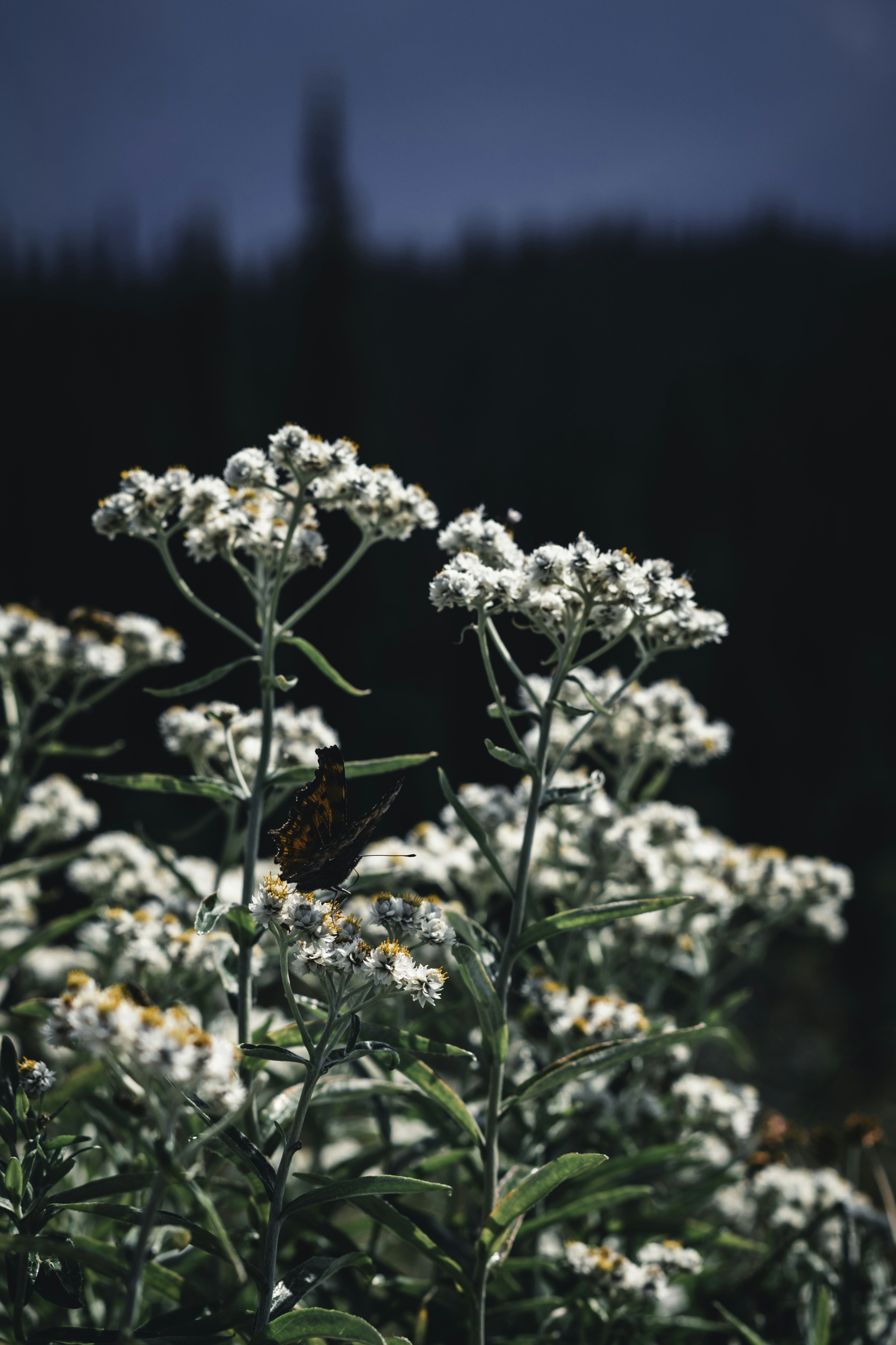 Butterfly on White-Clustered Blooms Under a Dusky Sky