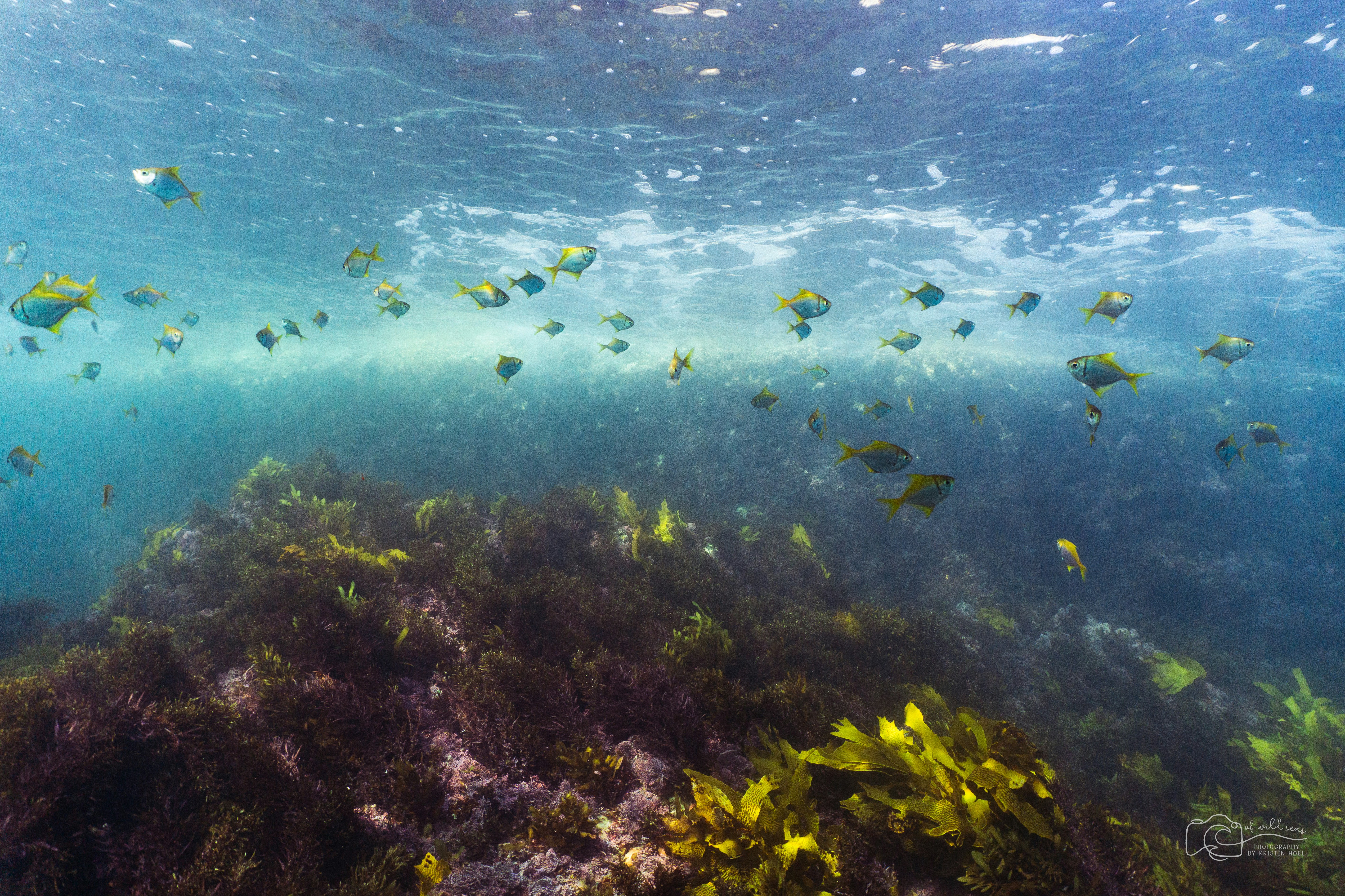 A group of fish swimming over a coral reef photo – Free Coffs harbour ...