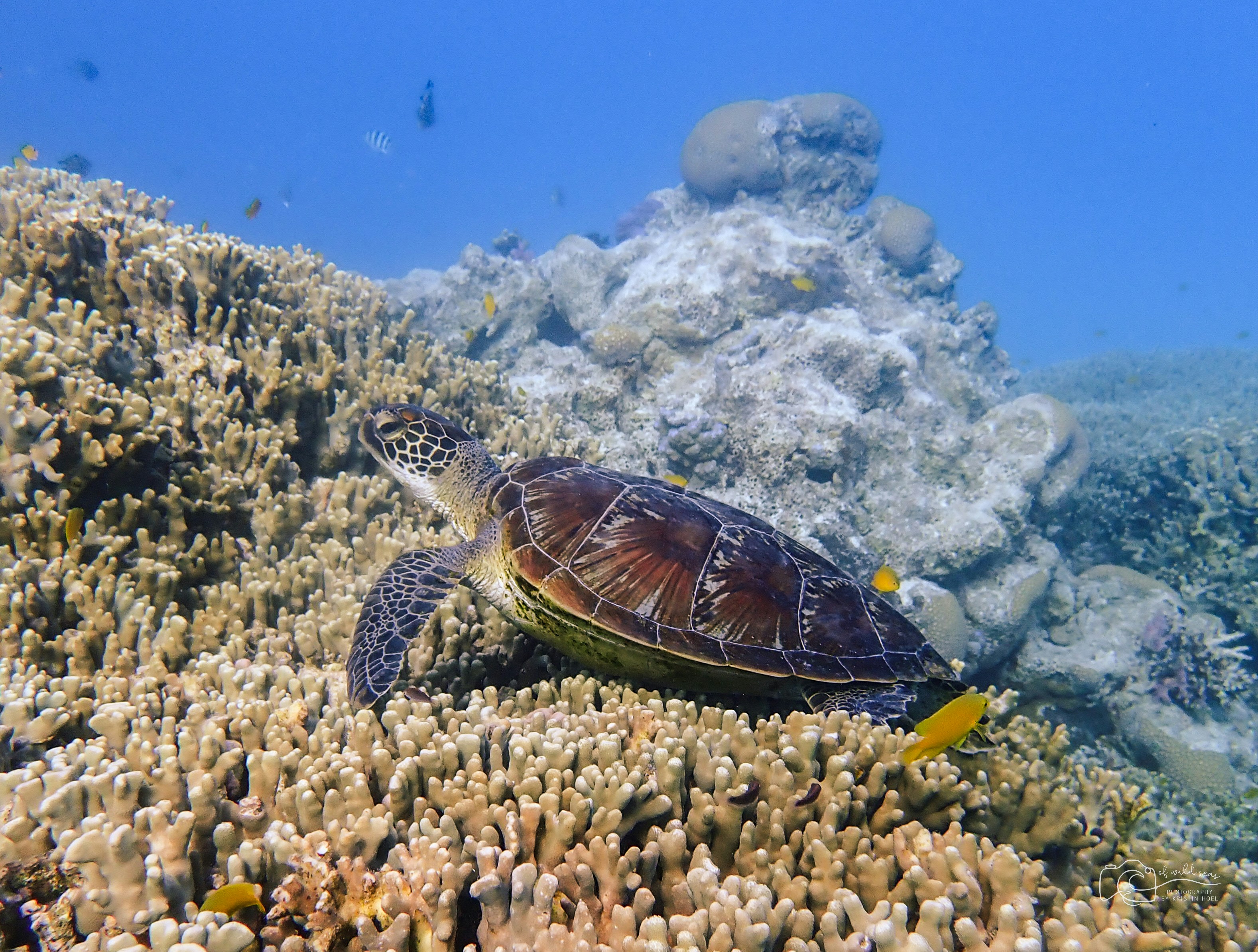A sea turtle swimming over a coral reef photo – Free Great barrier reef ...