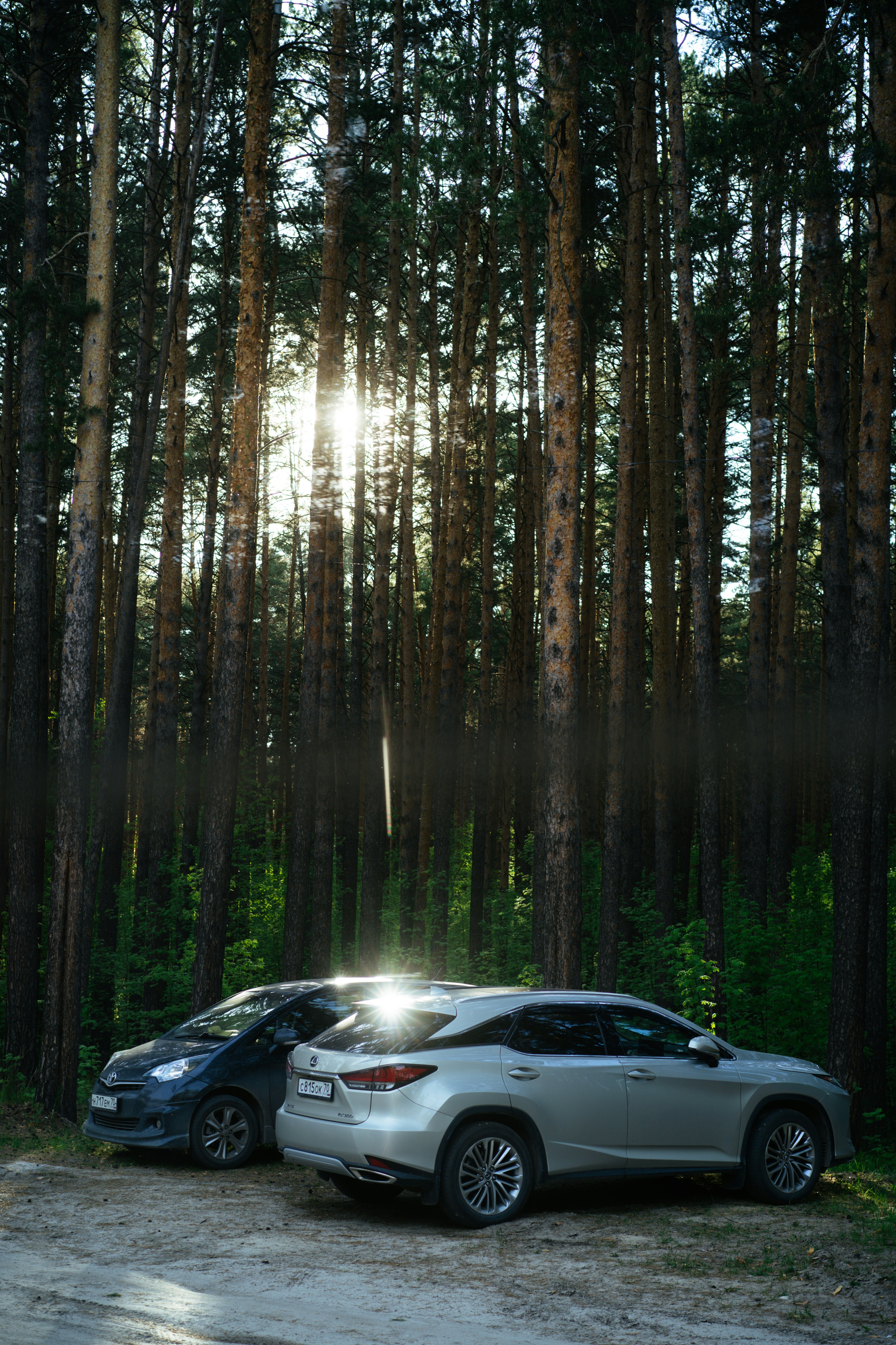Sunlit Pines, Quiet Parking: A Silver SUV Anchors the Forest Clearing