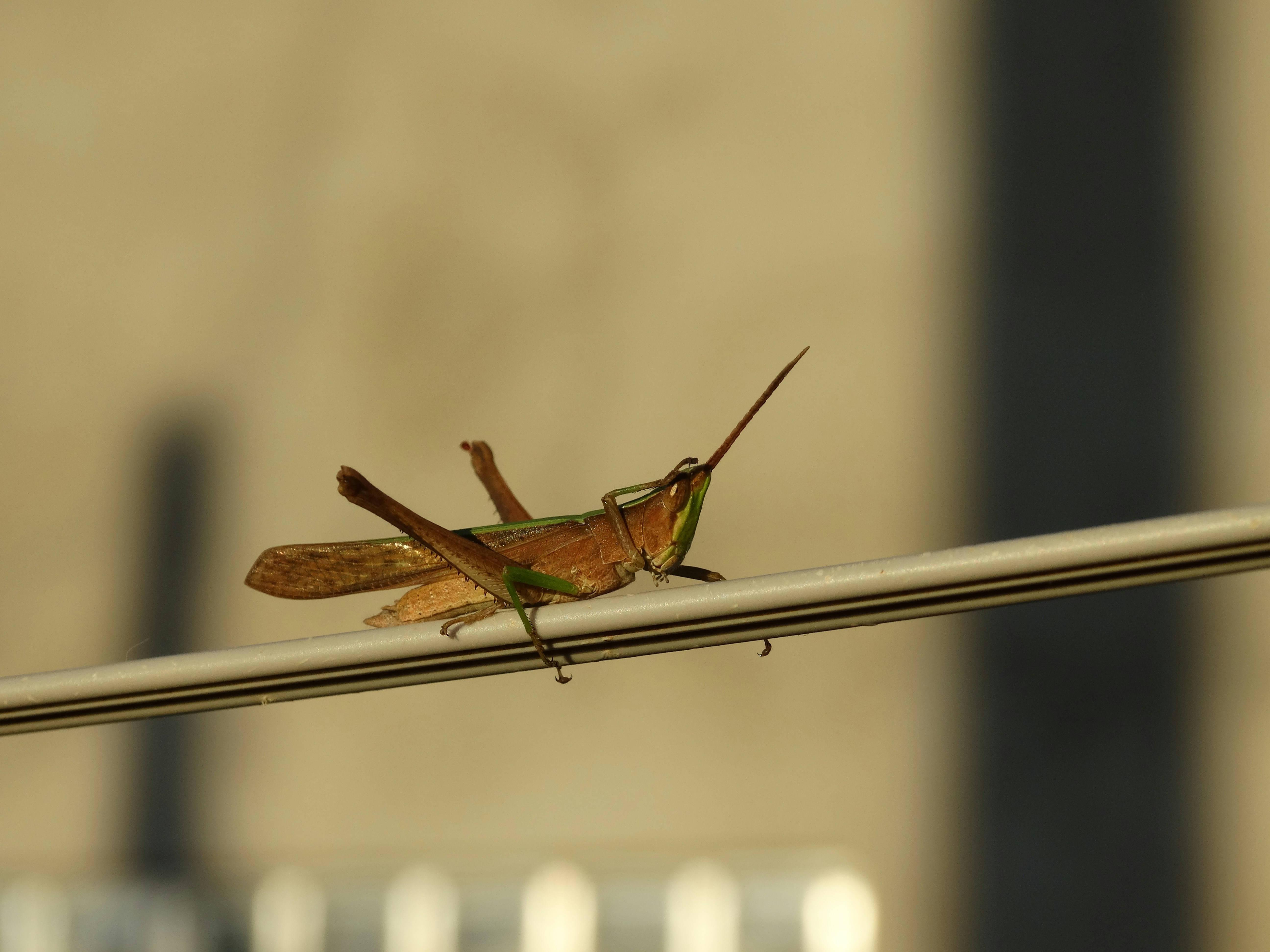 Photo by Gleive Marcio Rodrigues de Souza with Sony Cyber-shot HX300