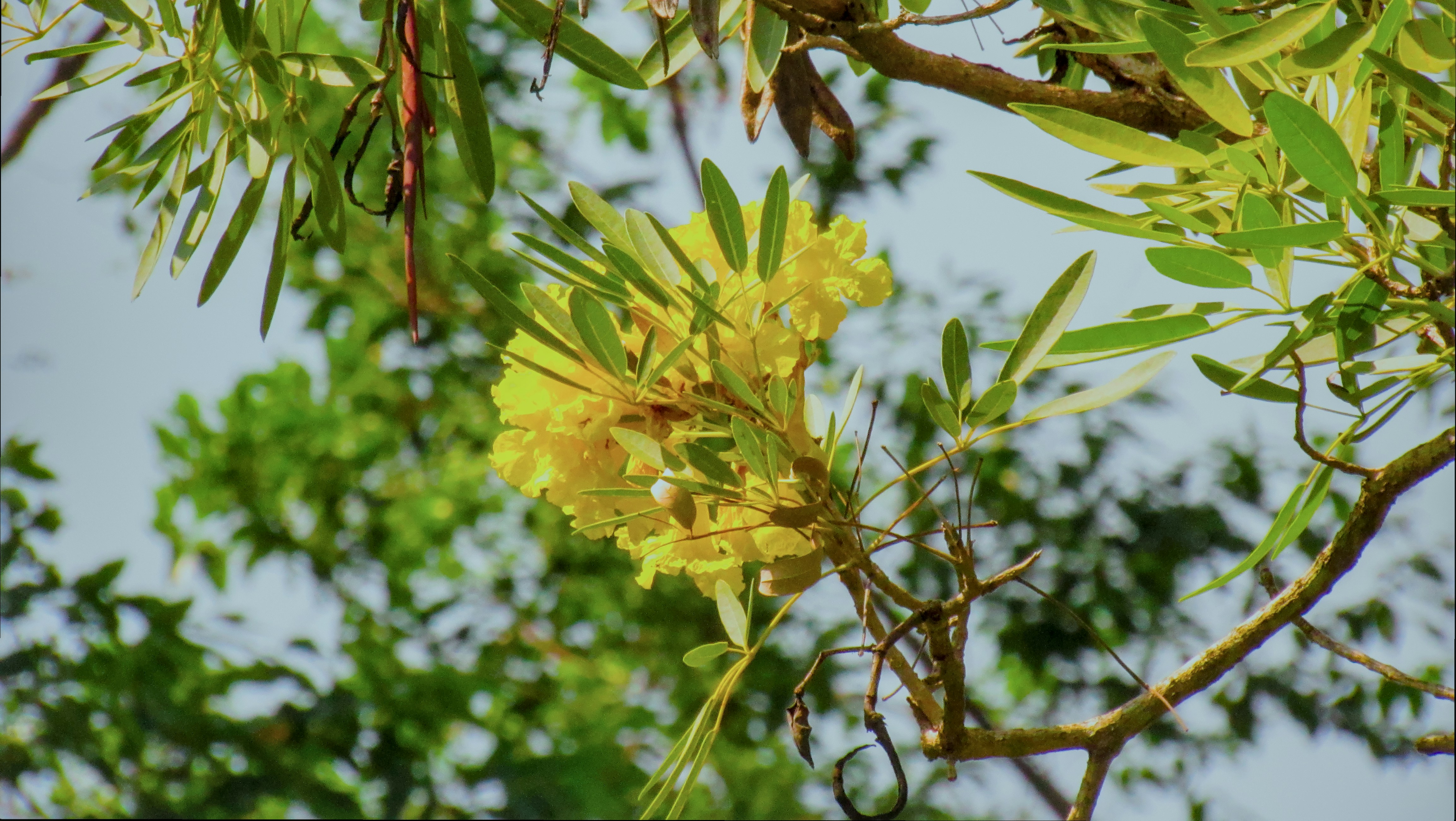 Canary-yellow Blossoms on a Sunlit Branch Framed by Verdant Arches