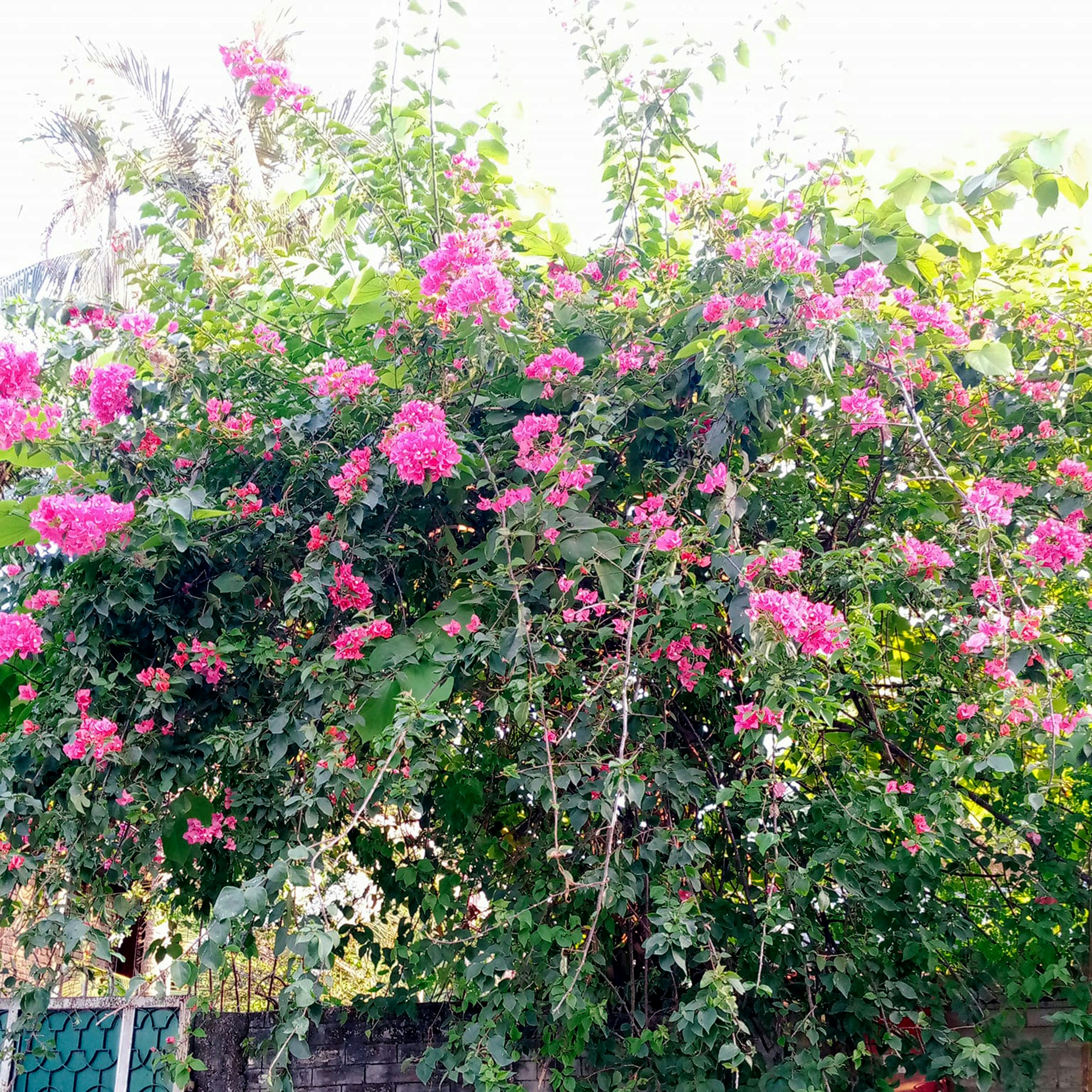 Sunlit Pink Bougainvillea Cascade Over a Quiet Garden Fence