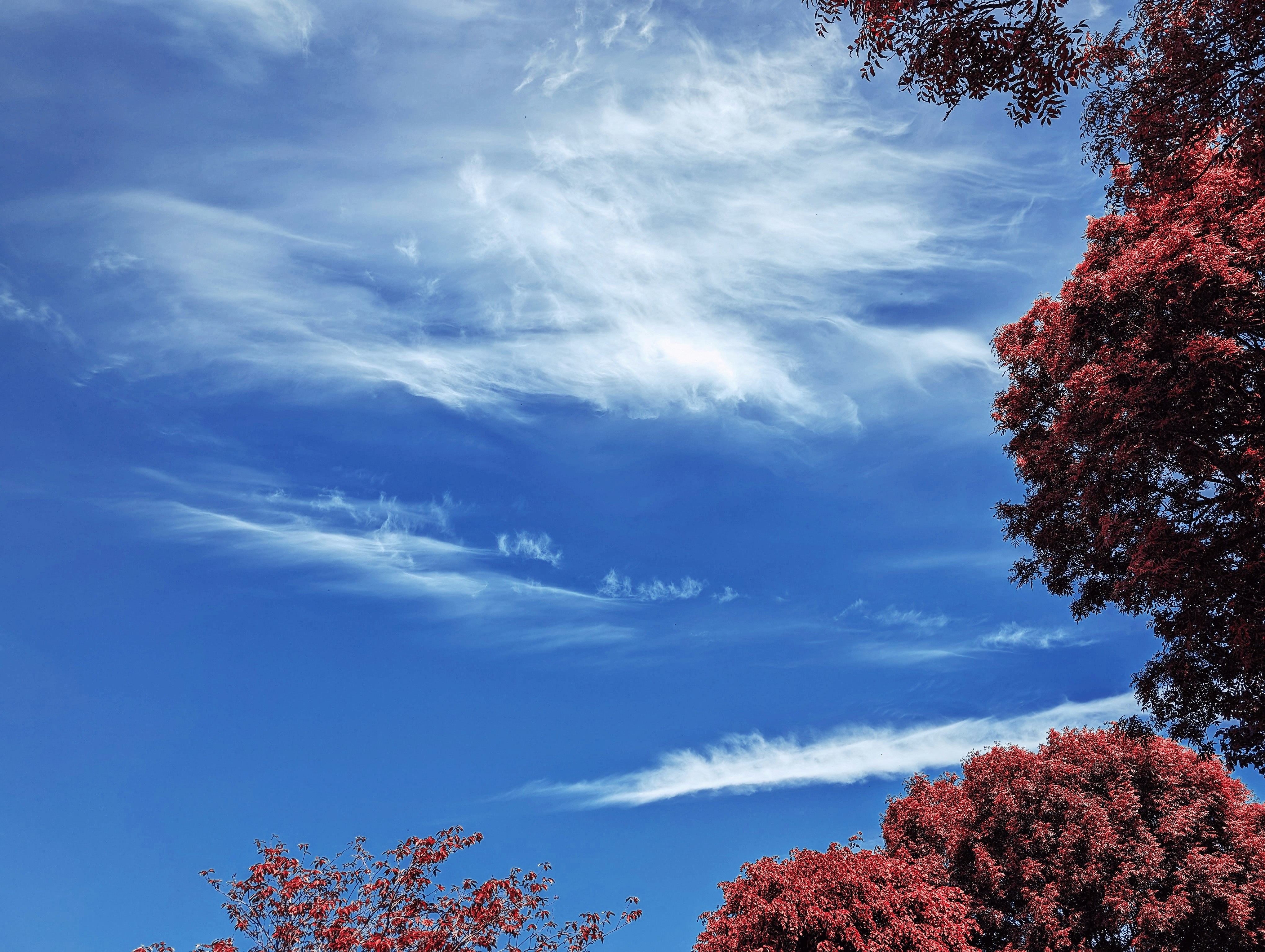 Blue sky 🔵 | a blue sky with some clouds and some trees
