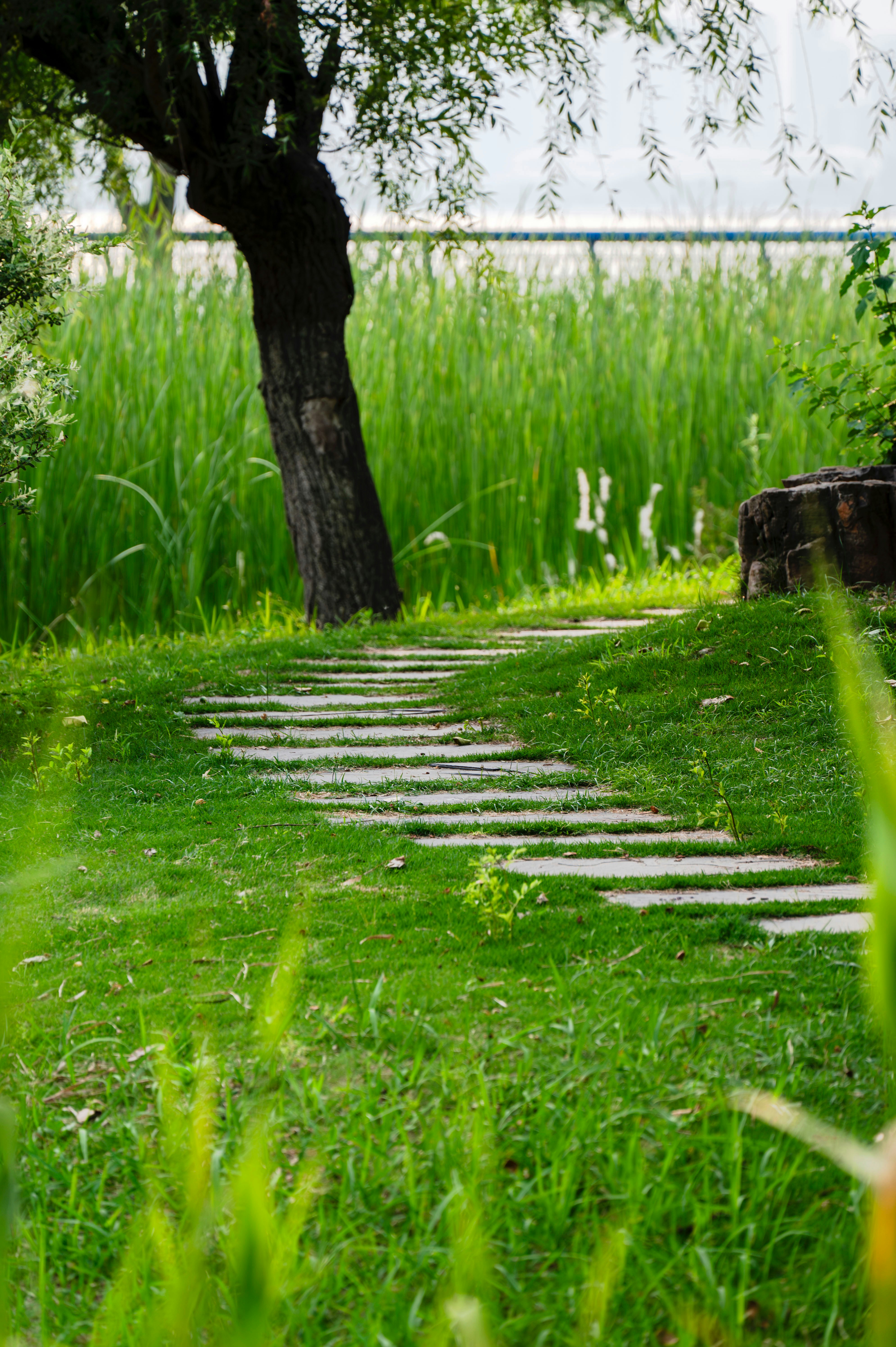 Stone Steps Through a Sunlit Green Verge