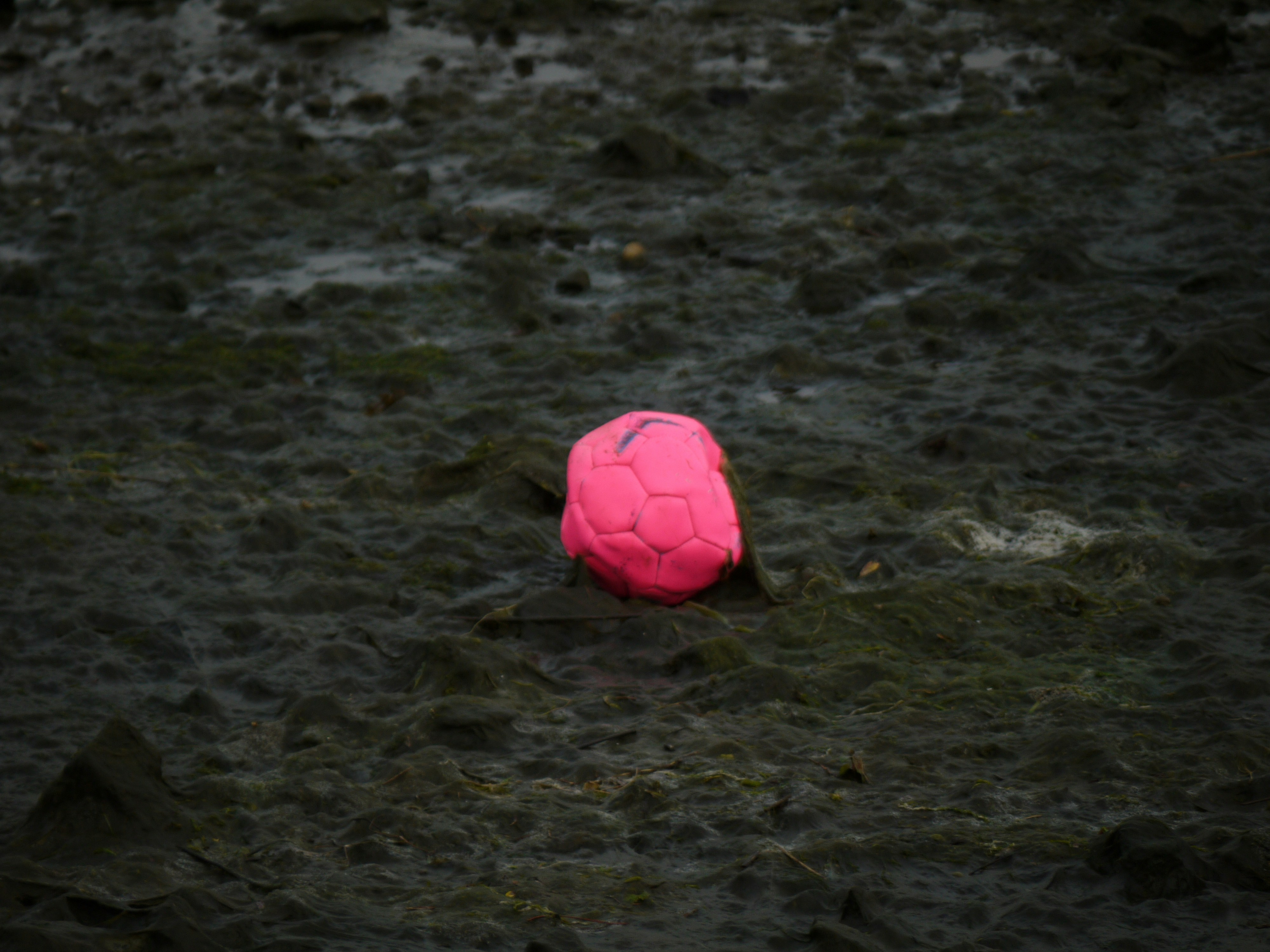 Photo by Fiona Dodd with Panasonic Lumix G10