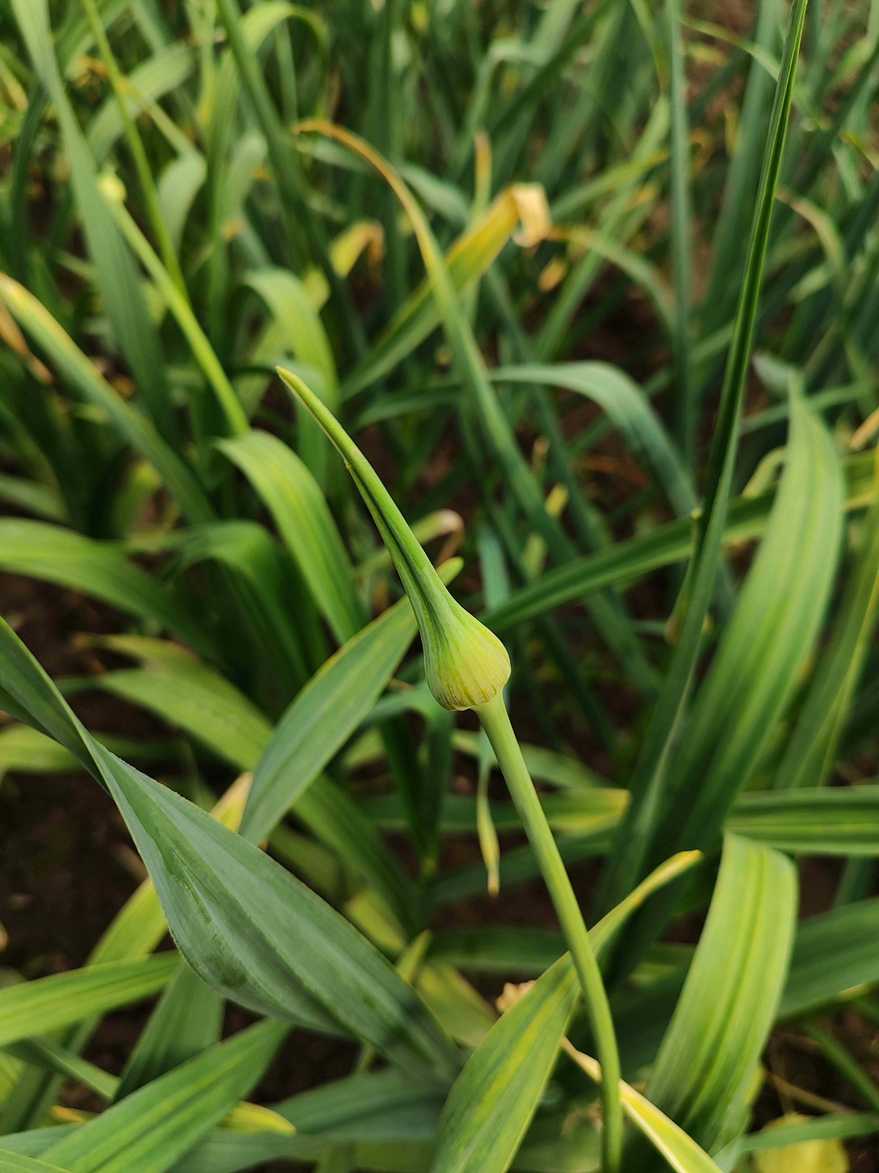 Close-up of a slender plant stem with a yellow bud amid long, sword-like green leaves.