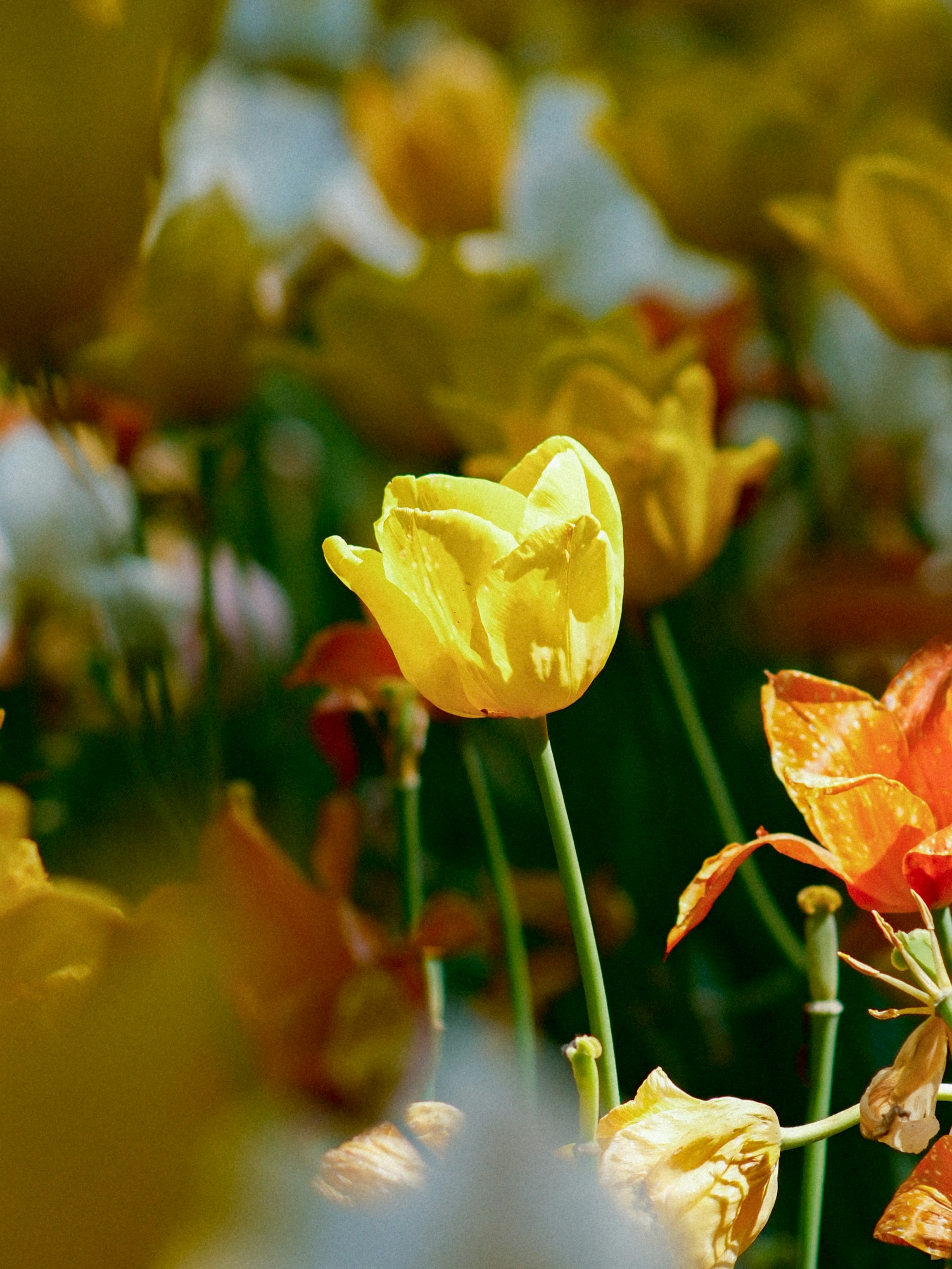 Yellow tulip standing tall amidst a vibrant array of orange and yellow blooms.