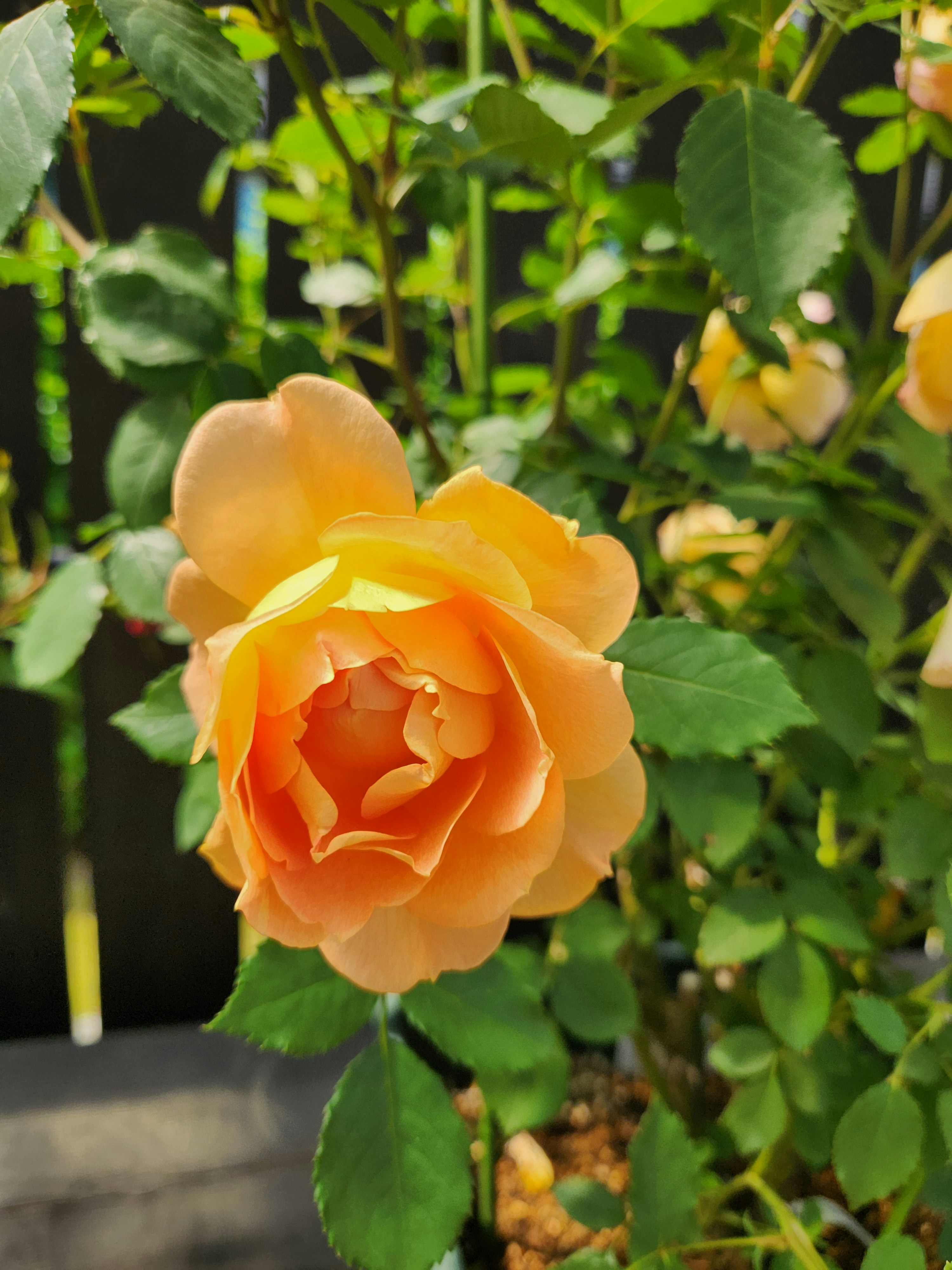 Whispers of Elegance: The Peach Rose