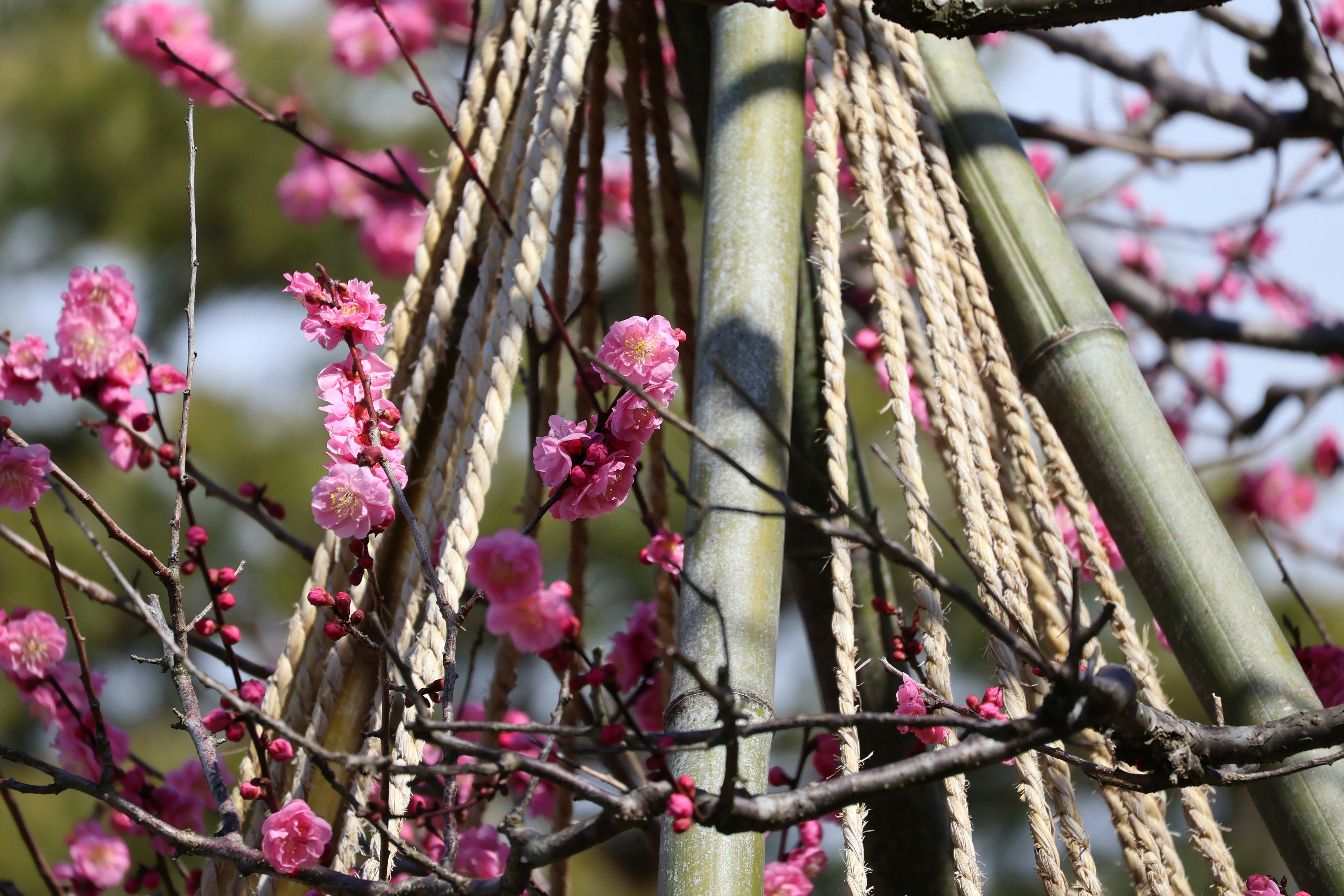 Pink Threads of Spring: Blossoms Weaving Through Rustic Supports