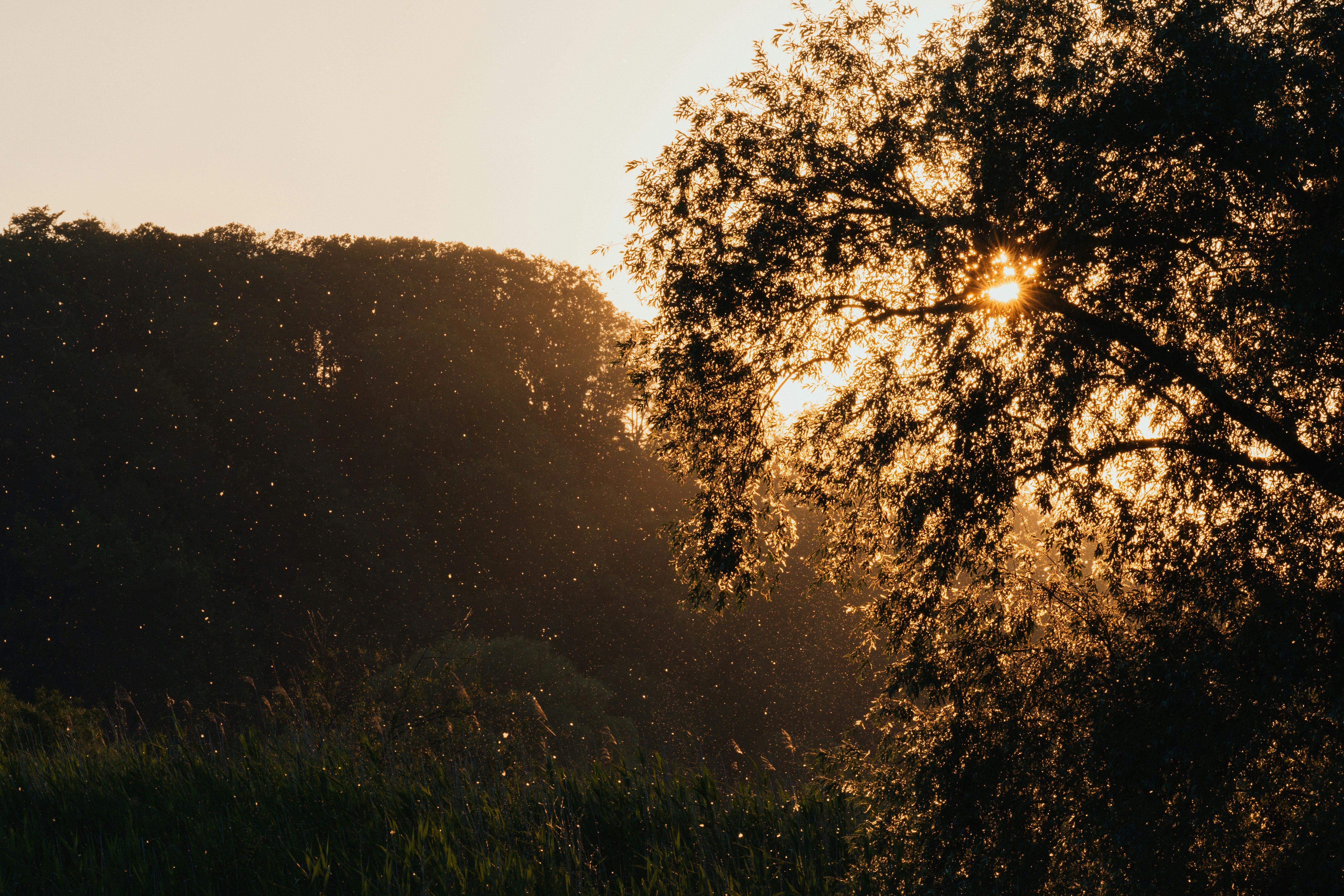 Backlit Canopy at Golden Hour: Dust Particles Drift in a Quiet Field