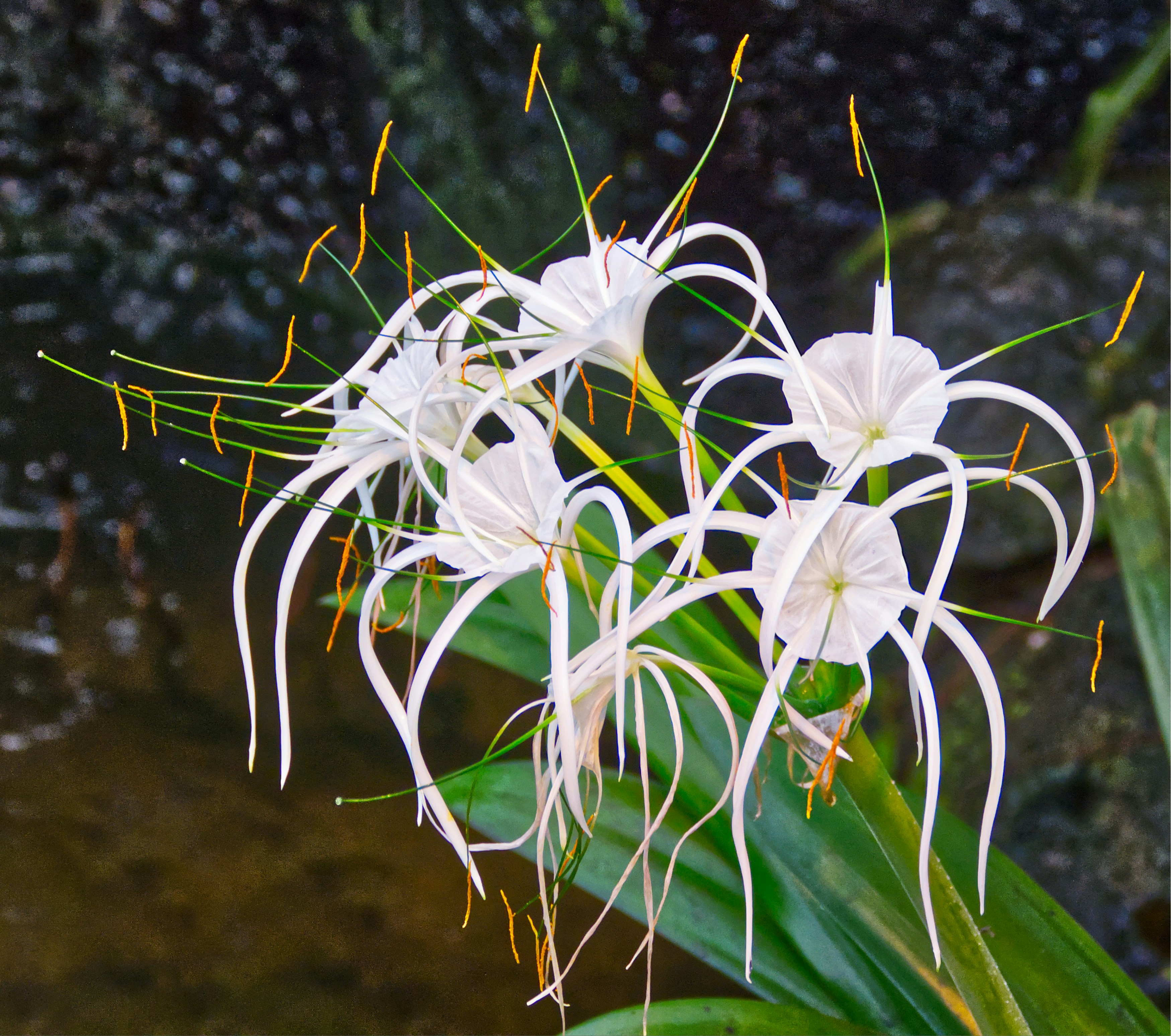 White Spider Lily Ensemble over a Quiet Pool
