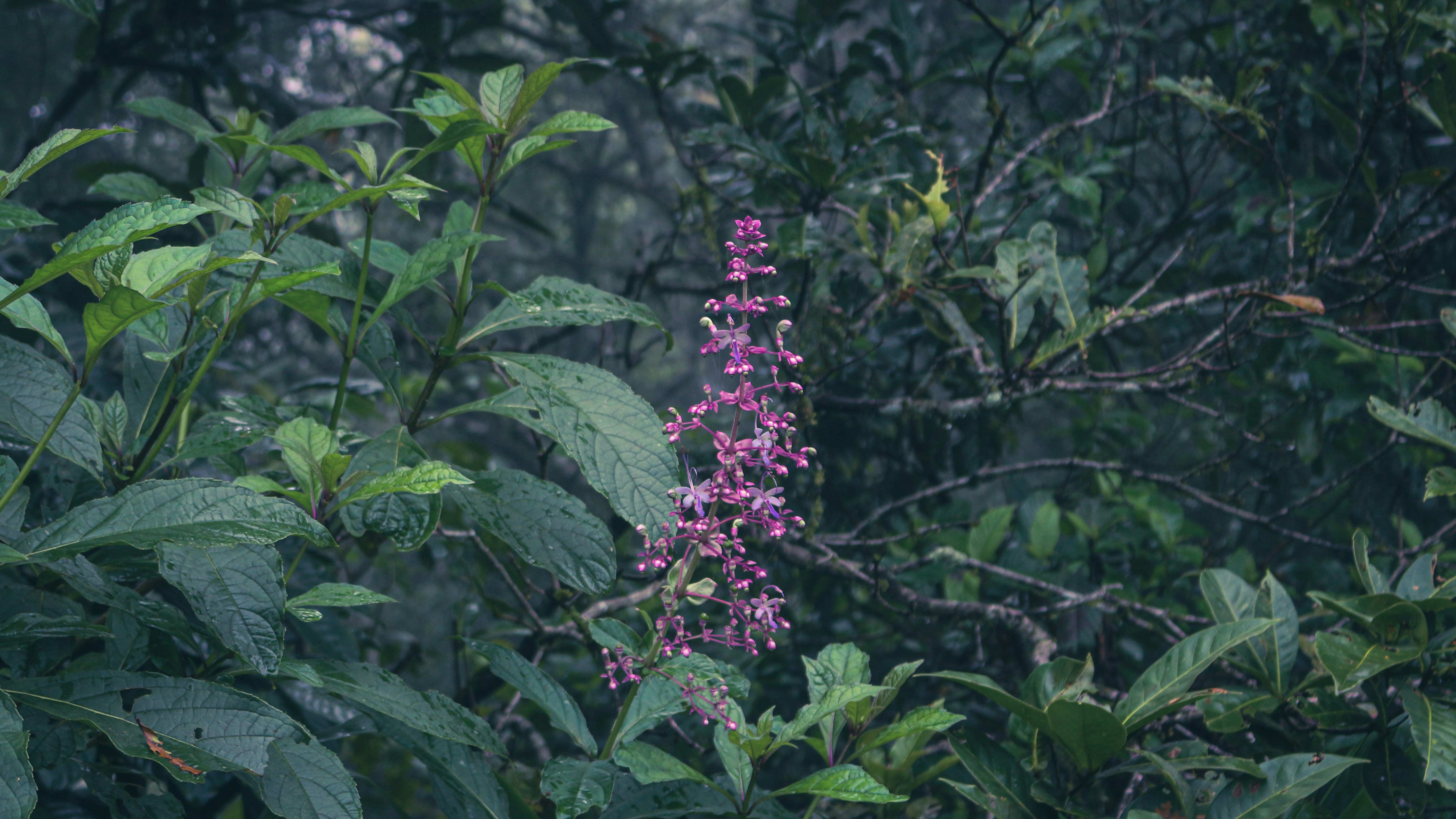 Violet spike rising among emerald leaves