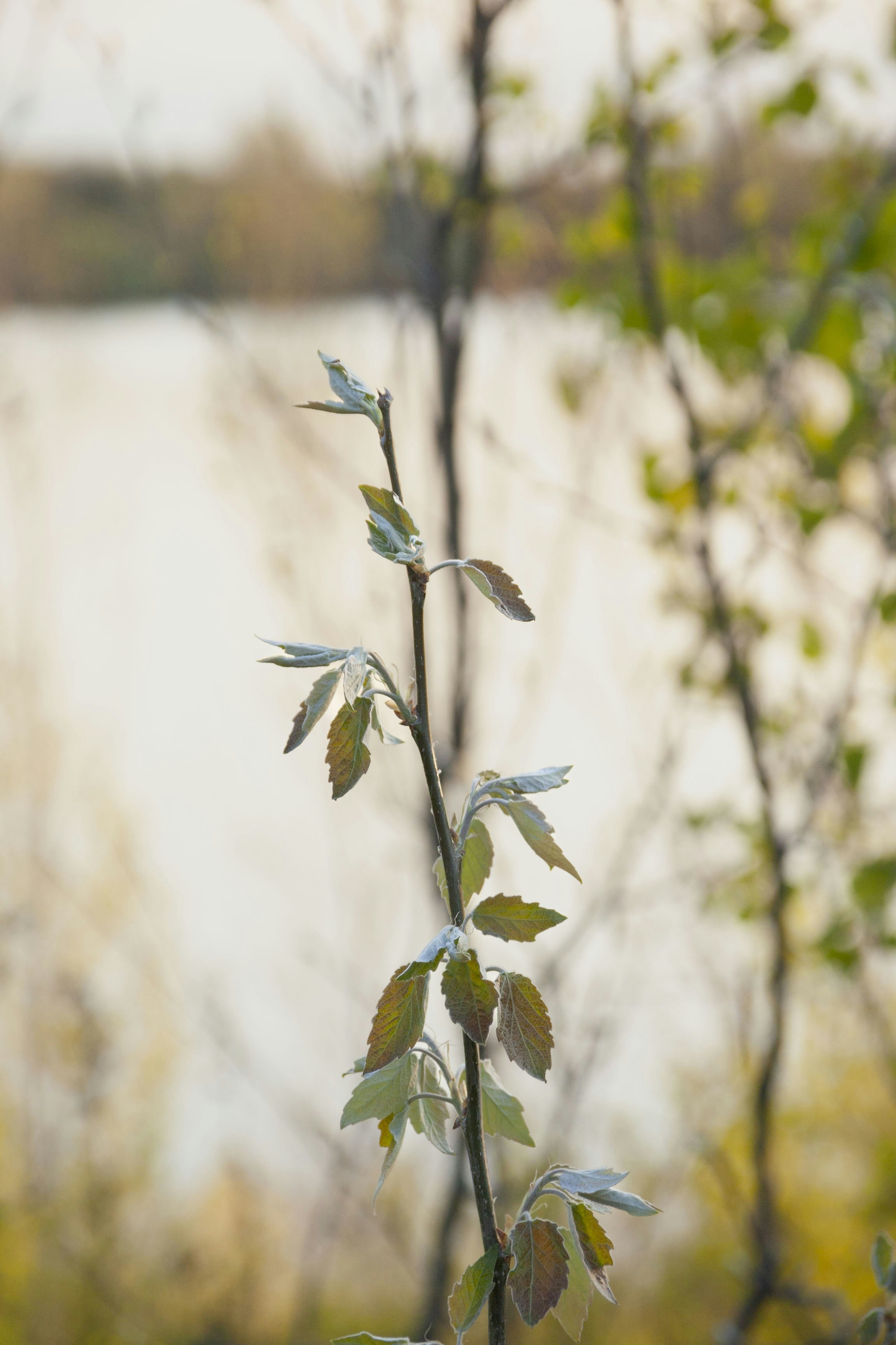 a leafy plant with water in the background