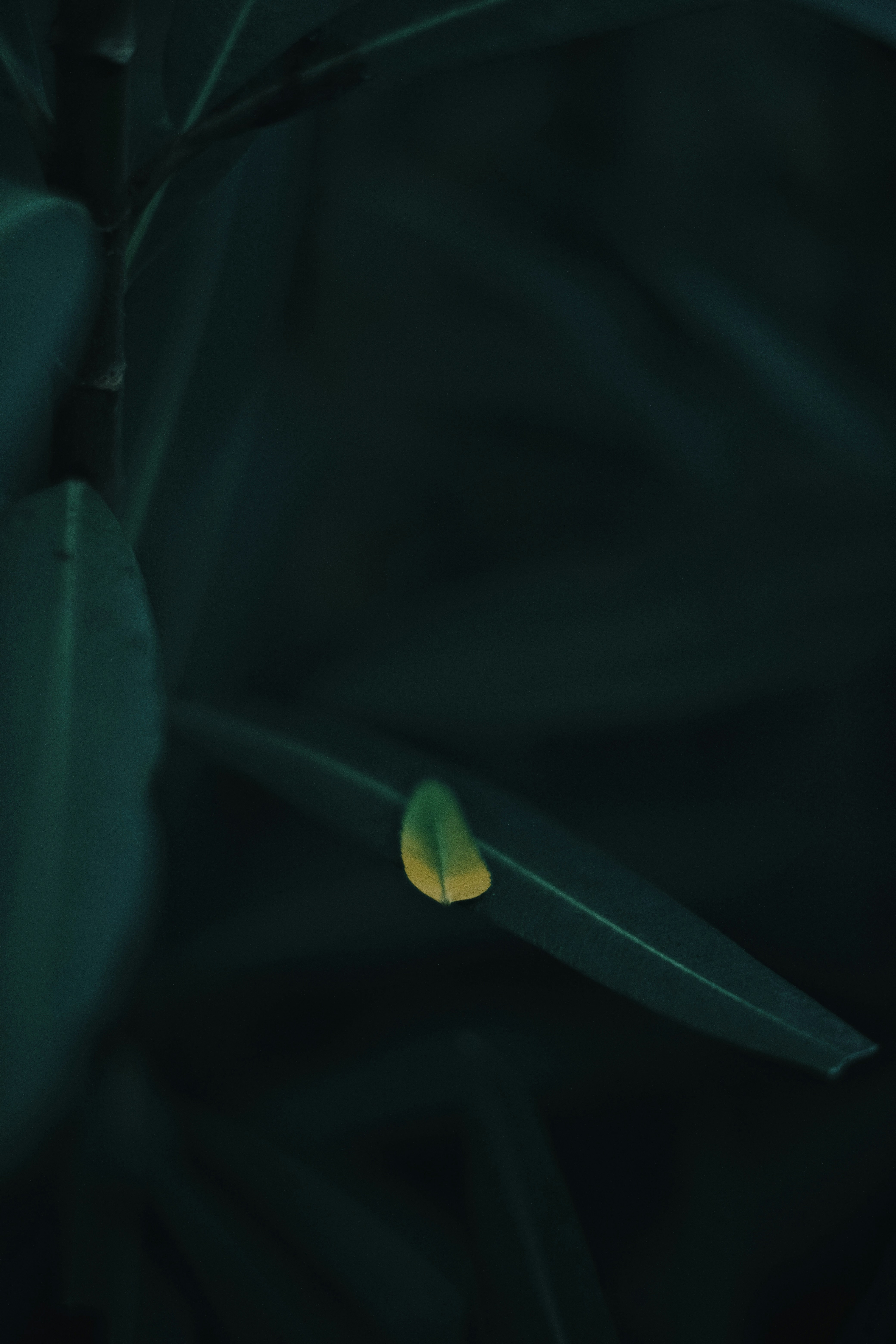 Lone yellow leaf in a sea of green shadows