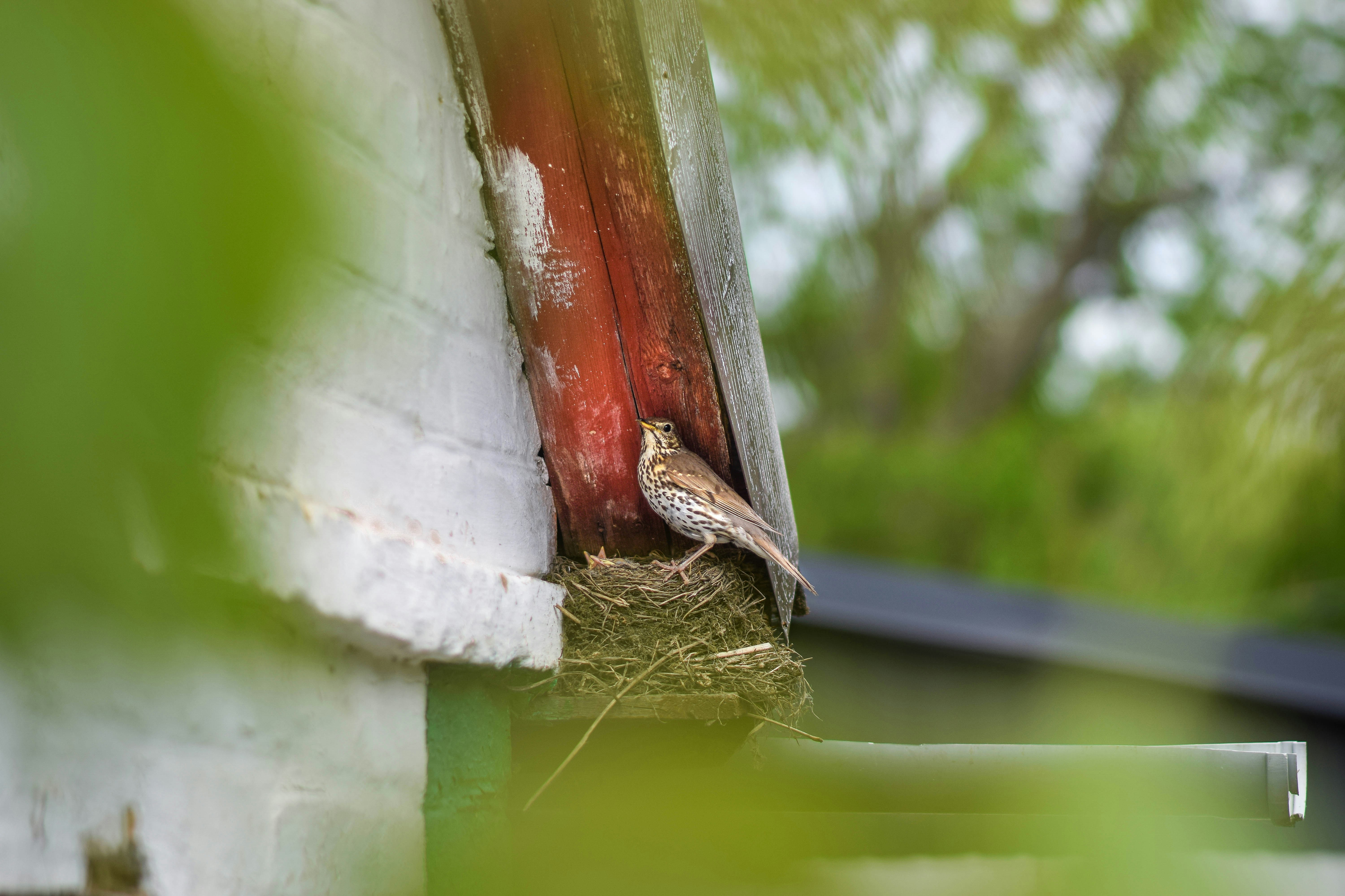 Un pequeño pájaro sentado encima de un nido foto – Imagen de Pájaro ...