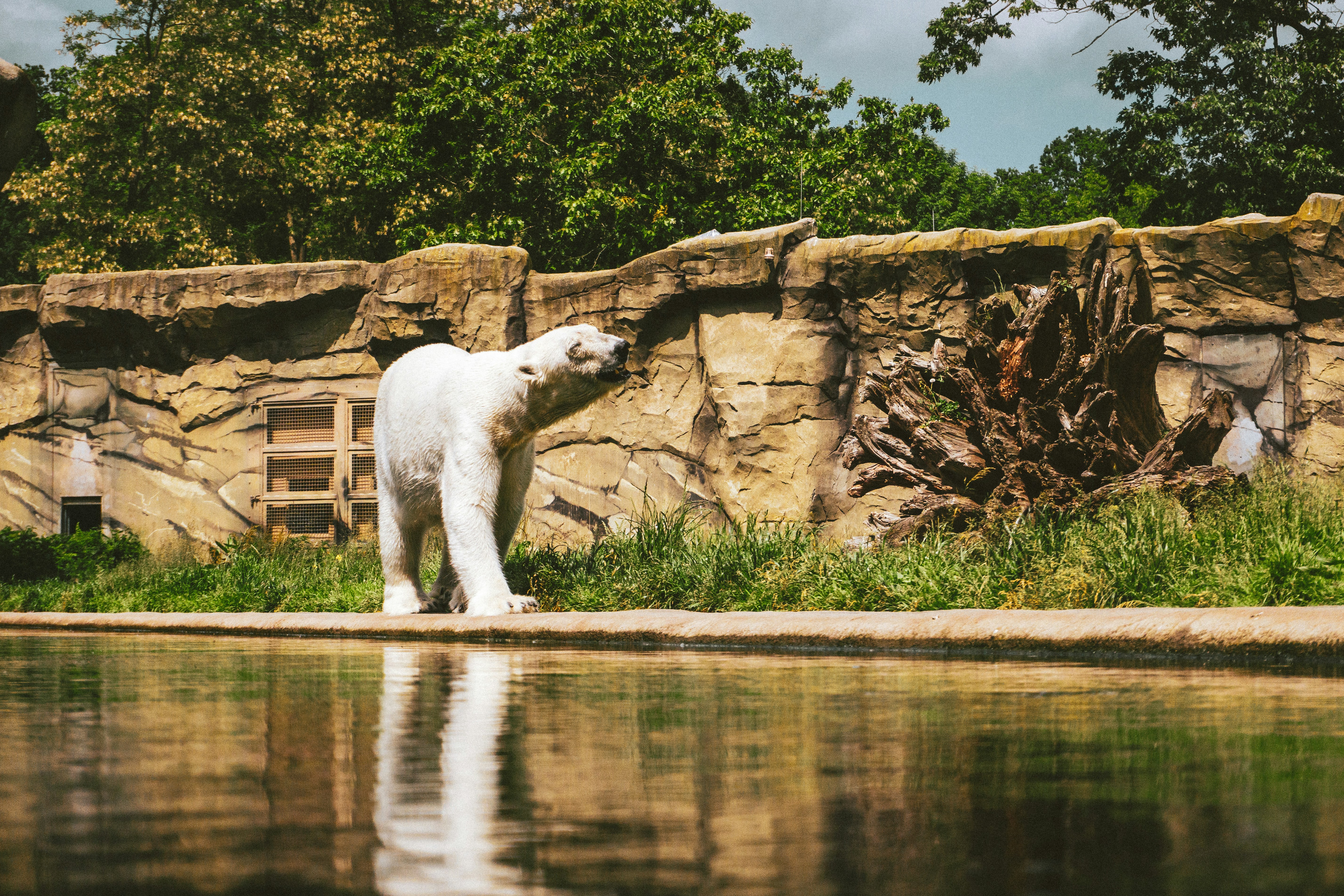Polar Bear's Contemplative Waterfront Stroll