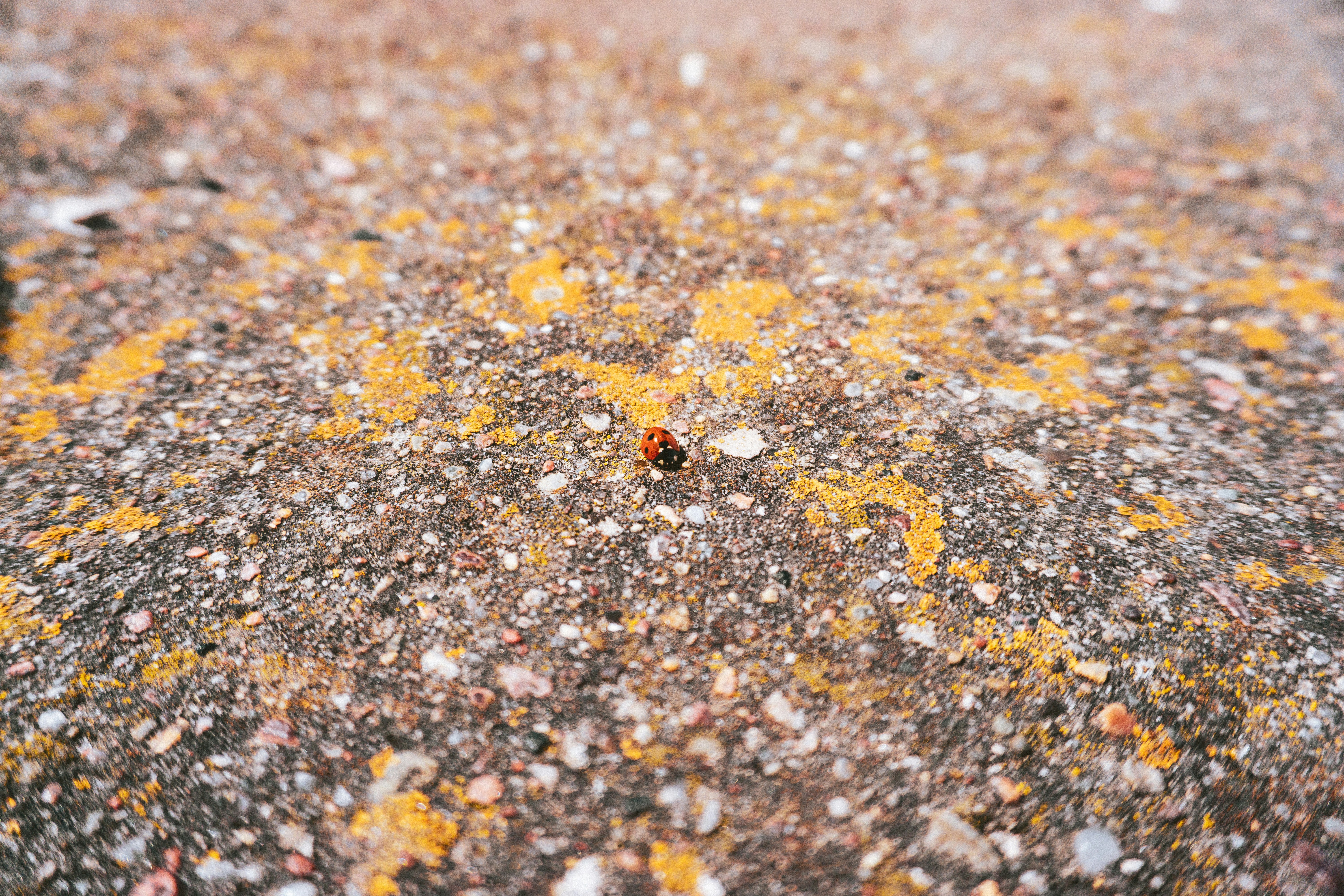 Tiny Traveler on a Textured Path