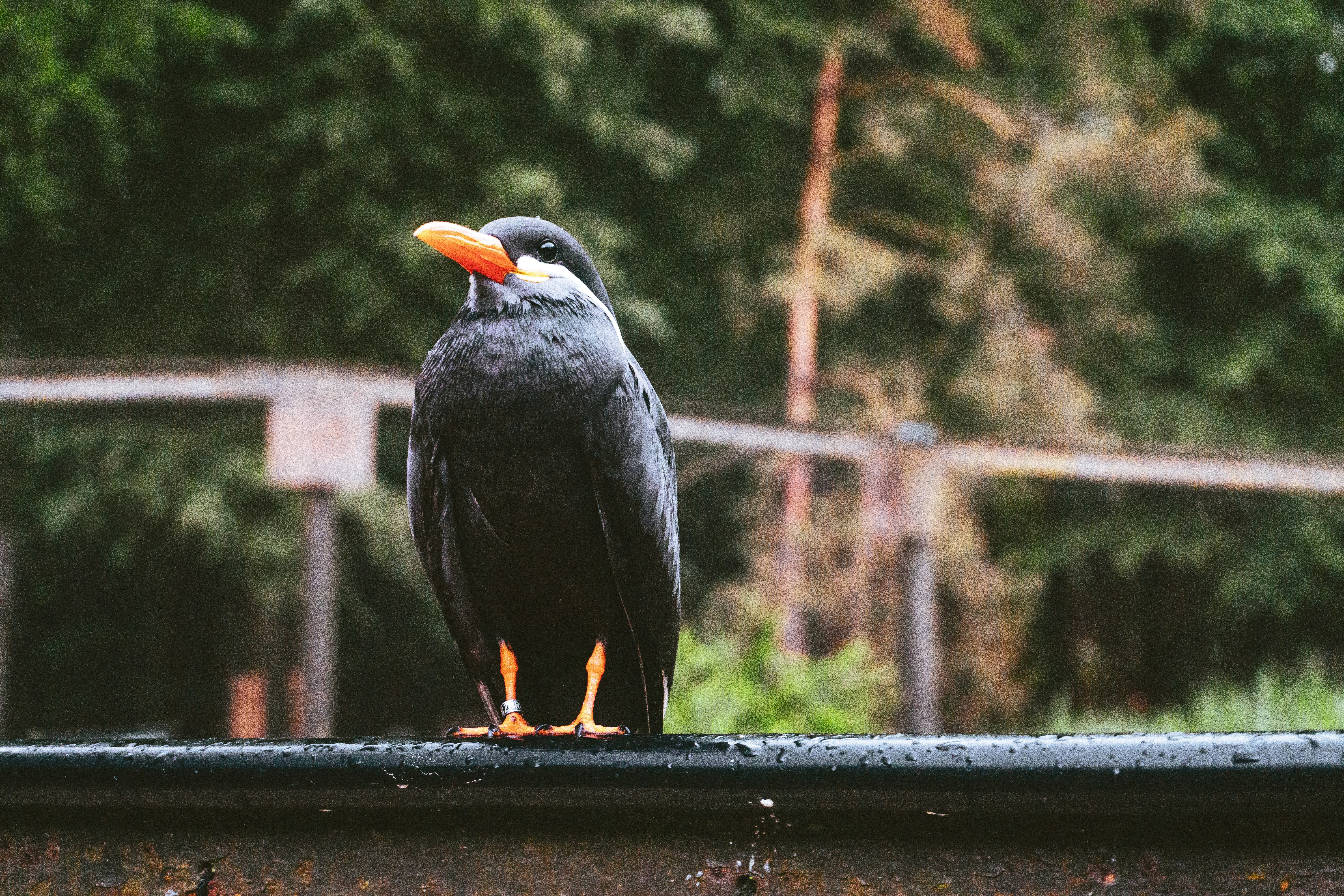 Crow On a Rain-Wet Rail: Orange Beak, Silent Vigil