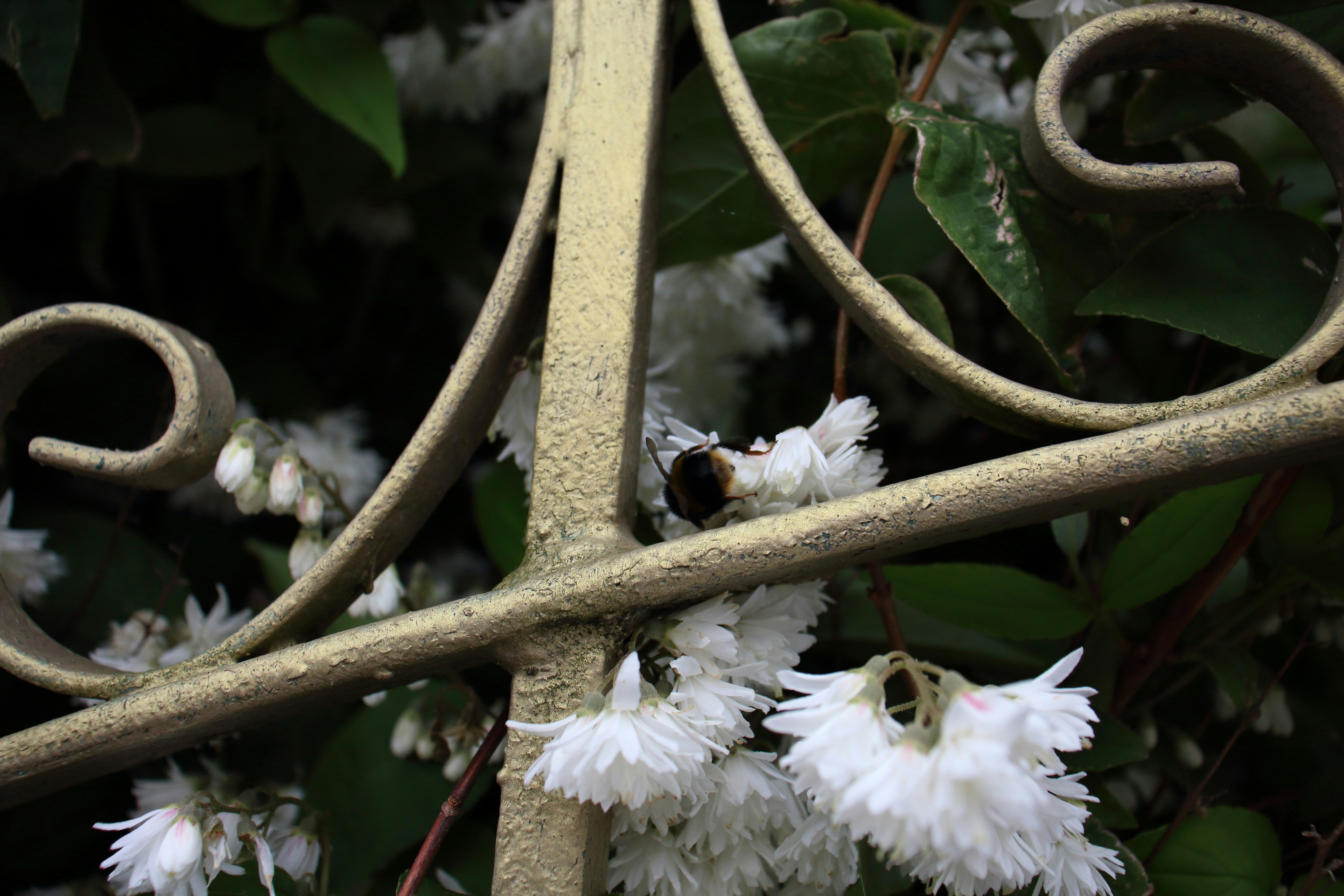 Bee Among Ivory Blossoms Framed by Wrought-Iron Scrolls