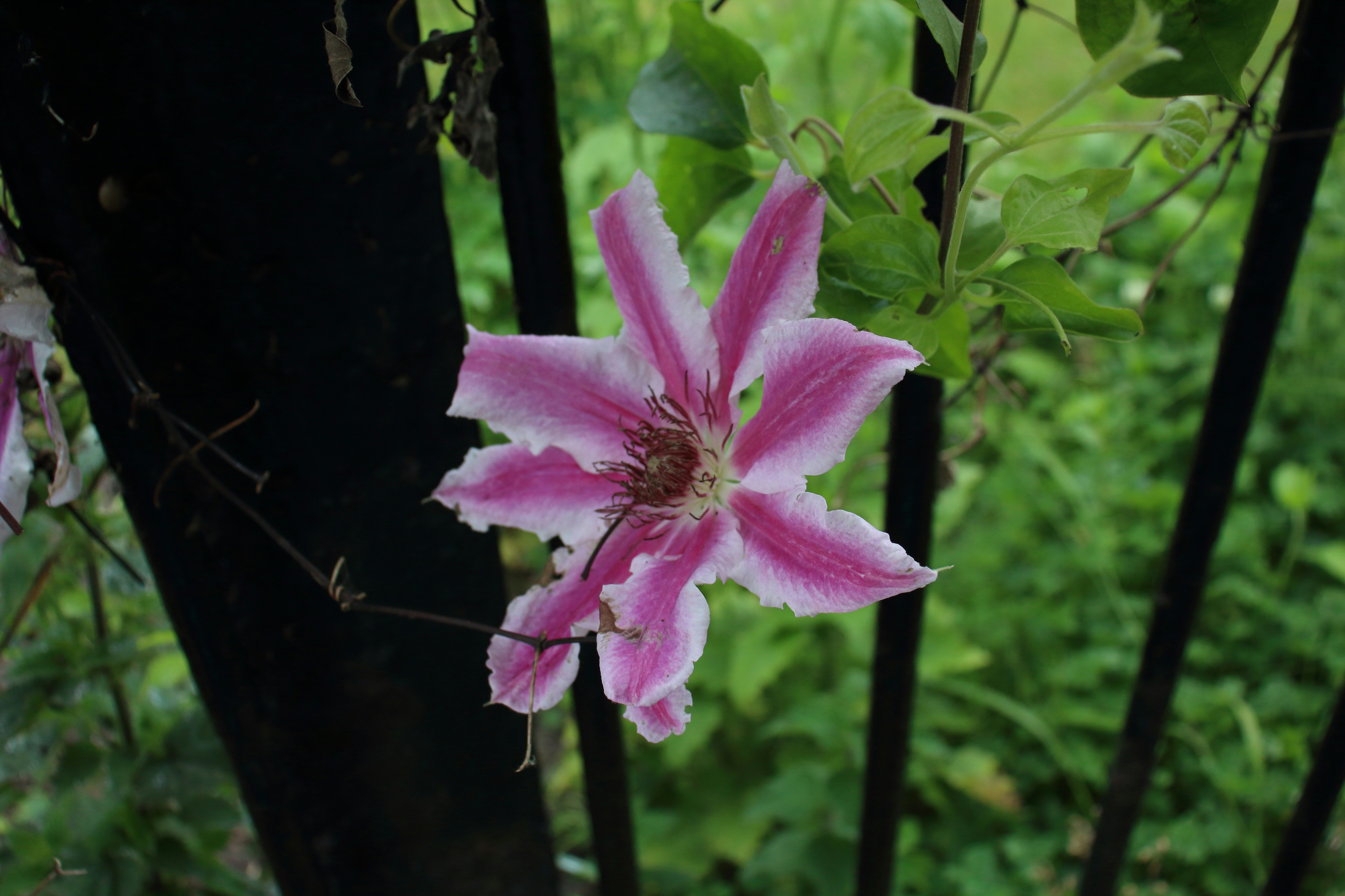 Pink Starflower Peeking Through Wrought-Iron Strands