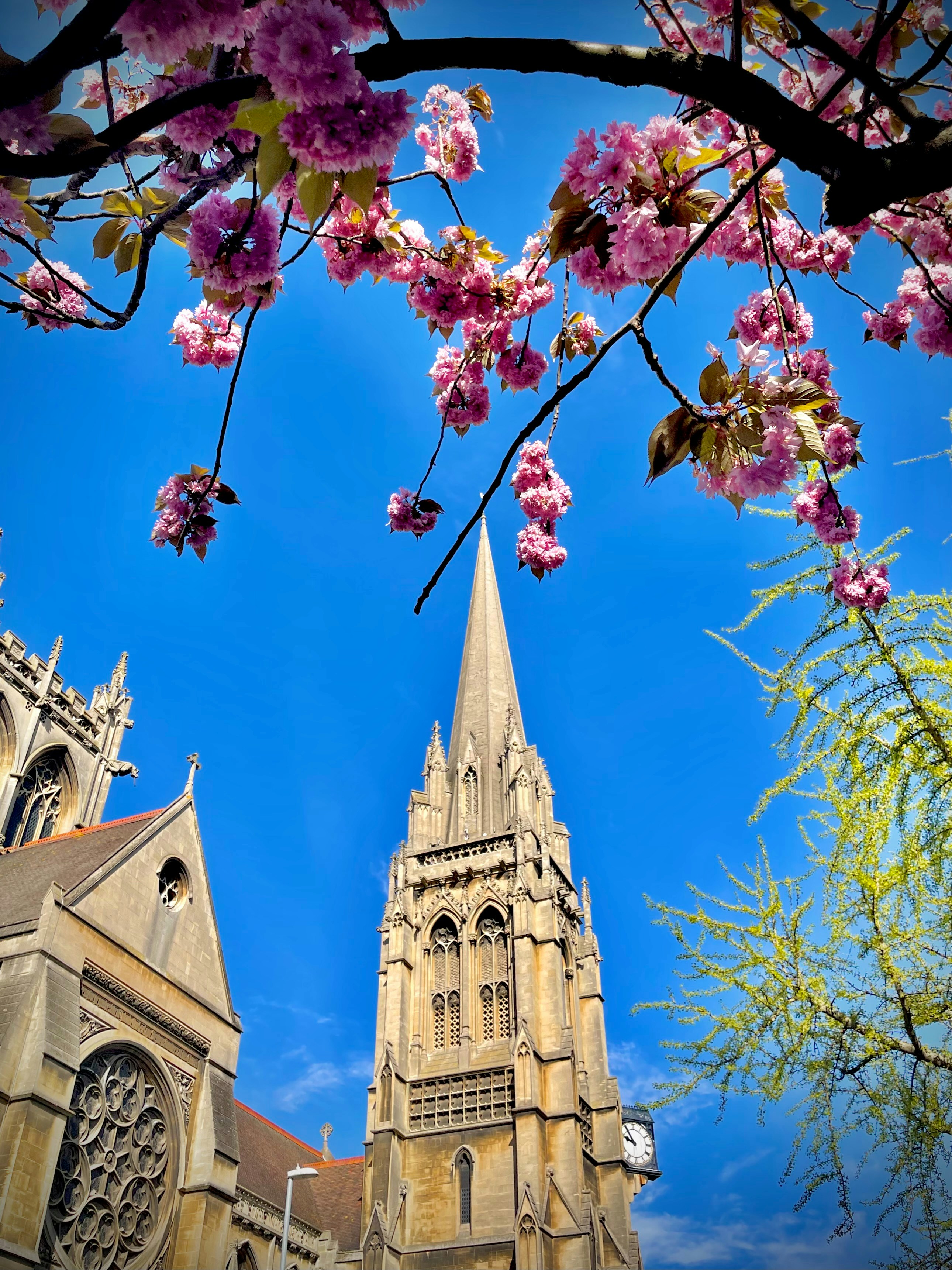 Gothic Spire Framed by Spring Blooms Against a Cerulean Sky
